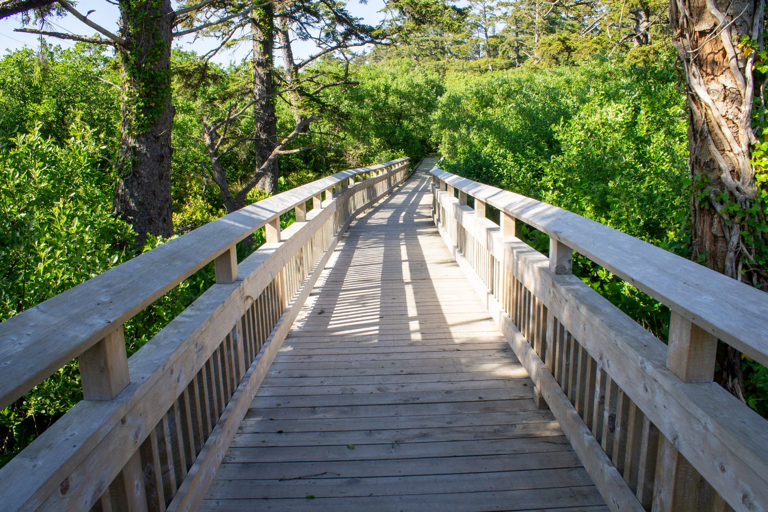 Hiking the Big Tree Trail in Rockaway Beach — Pines and Vines