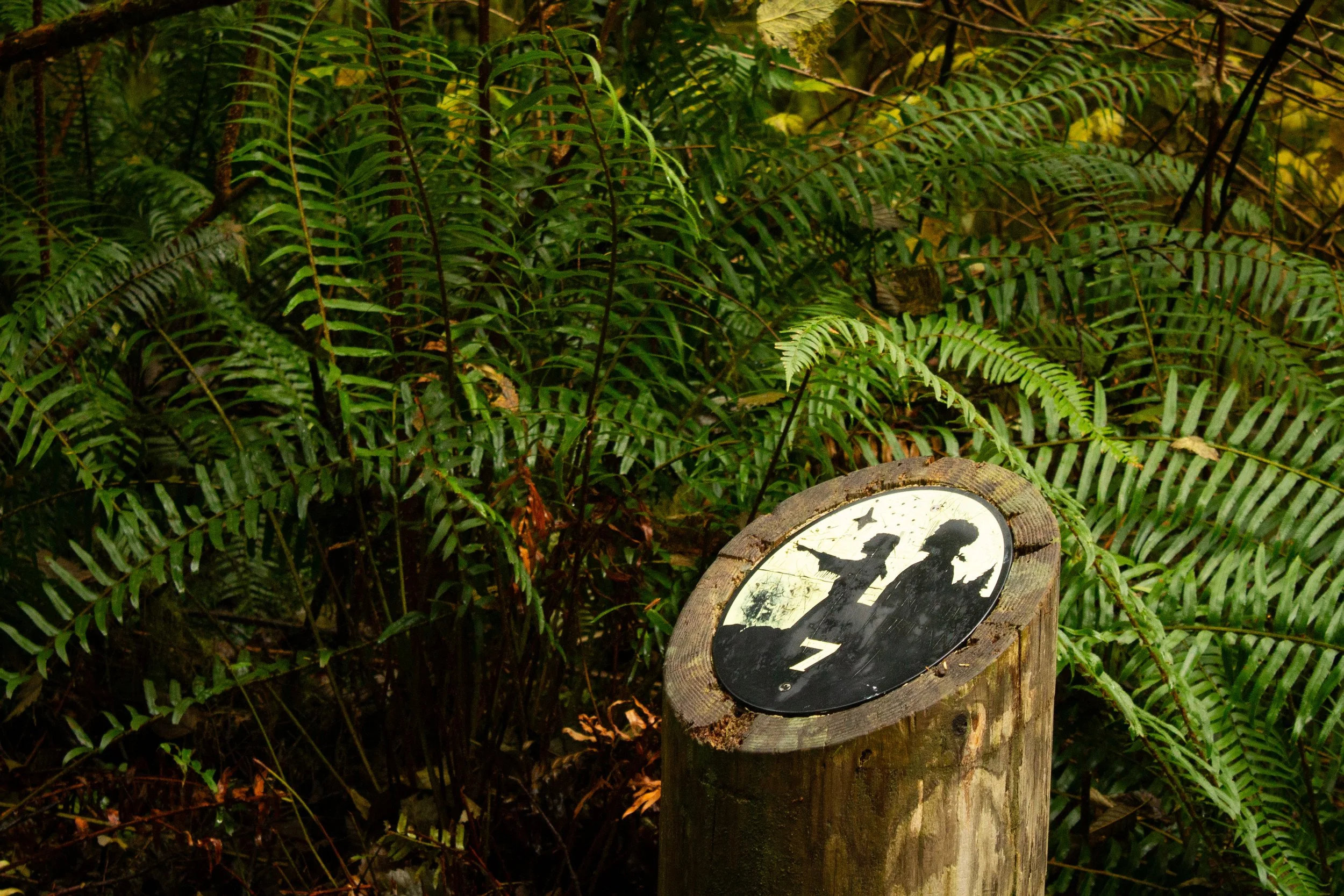 Clatsop Loop Trail — Pines and Vines