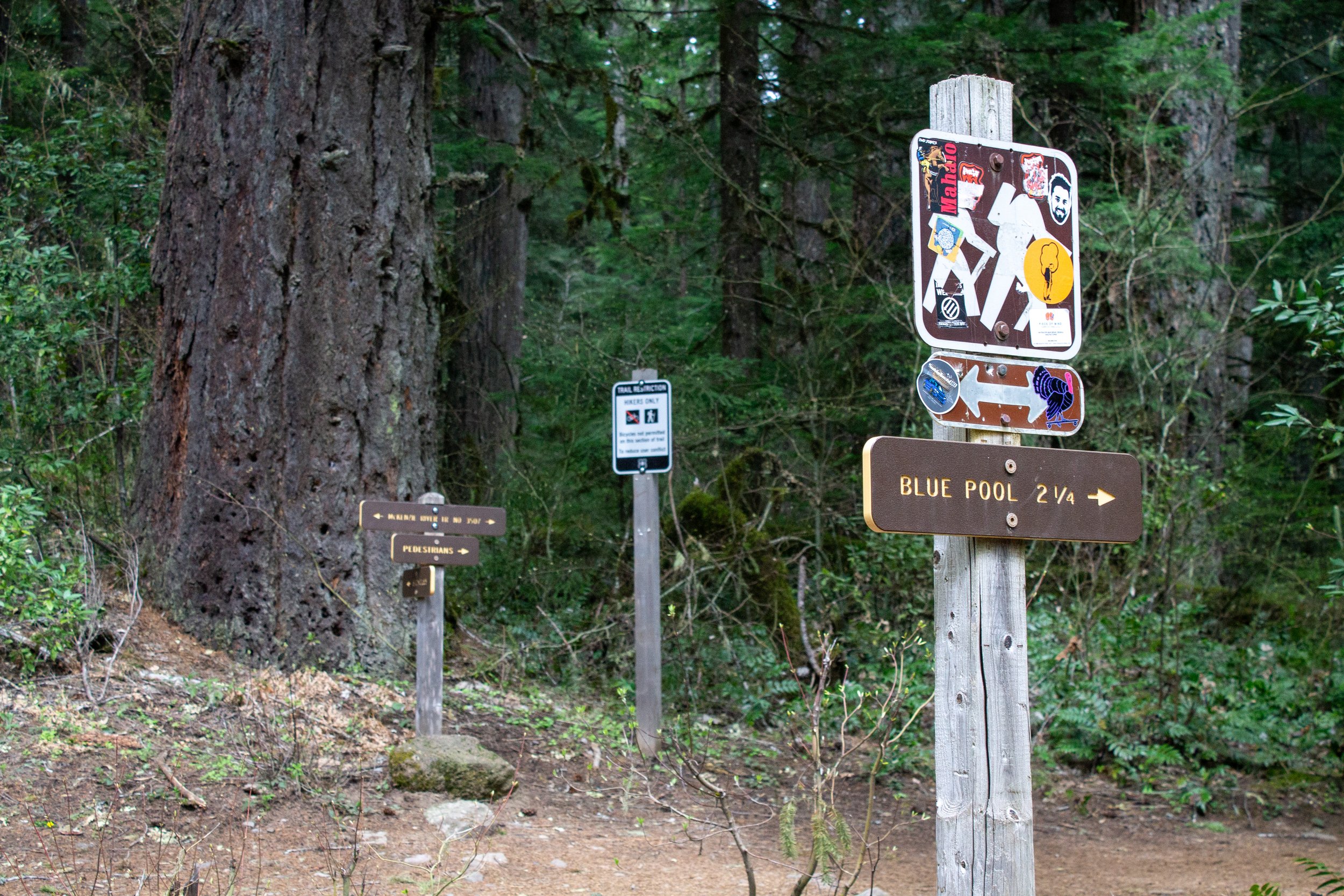 How to Visit the Tamolitch Blue Pool — Pines and Vines