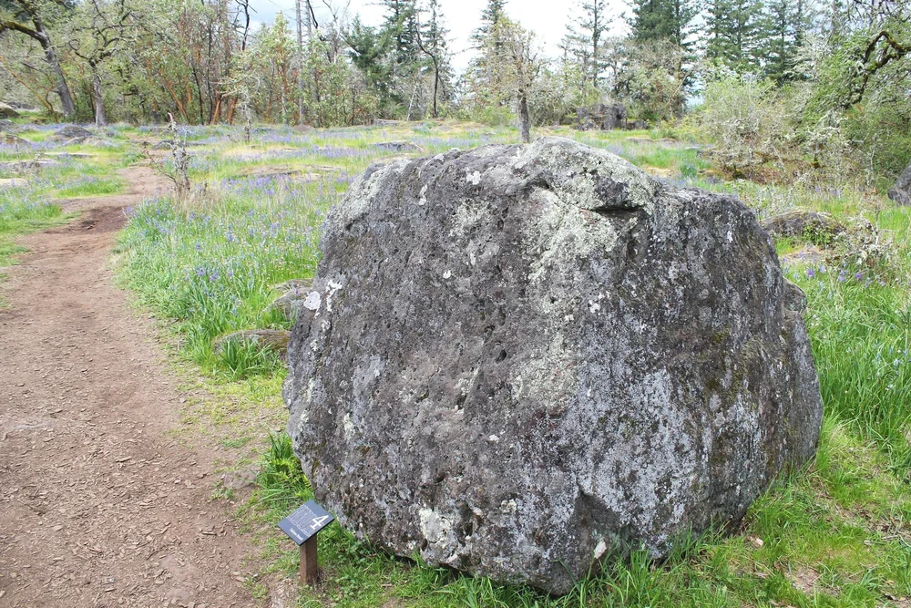 Camassia Natural Area and 2 More Parks to See Camas Blooming Near ...