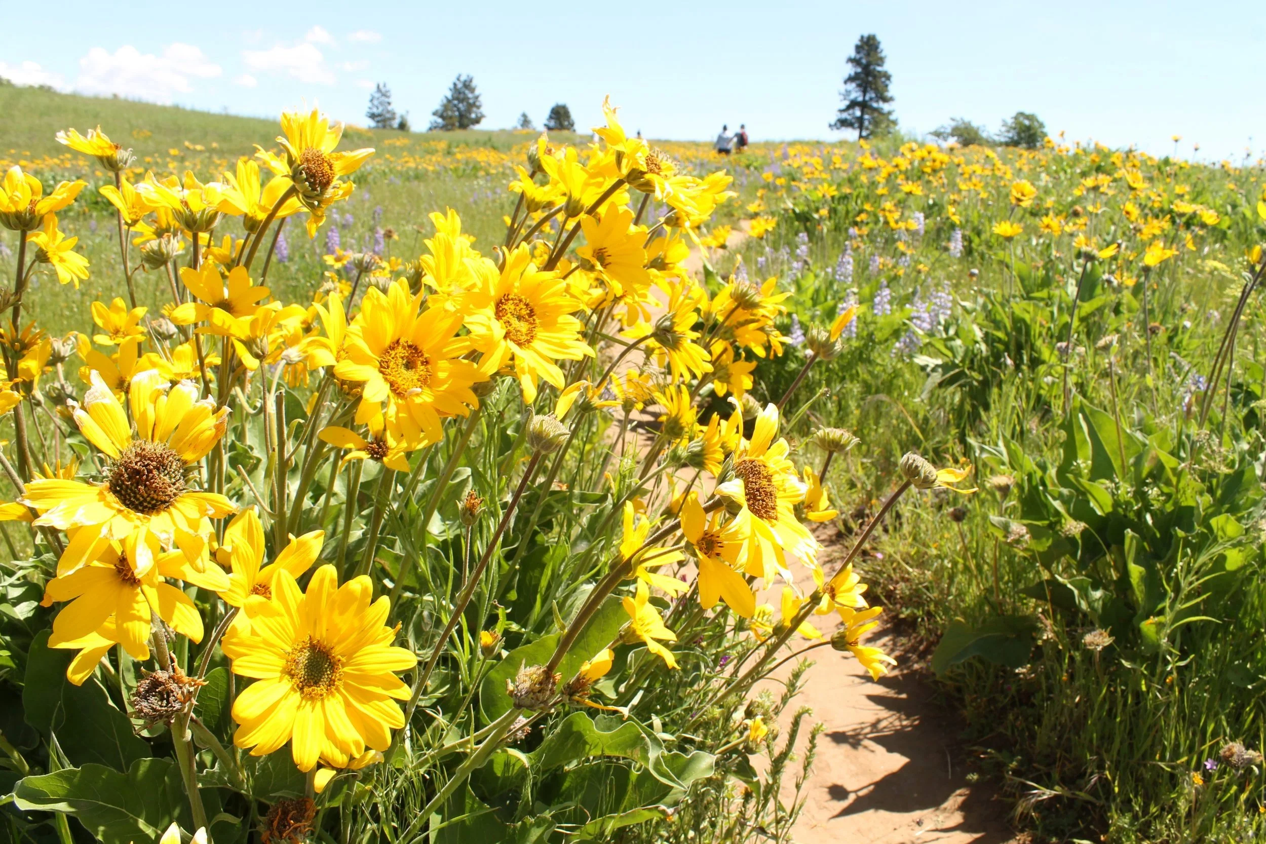Best 10 Wildflower Hikes in the Columbia Gorge (that aren’t Dog ...