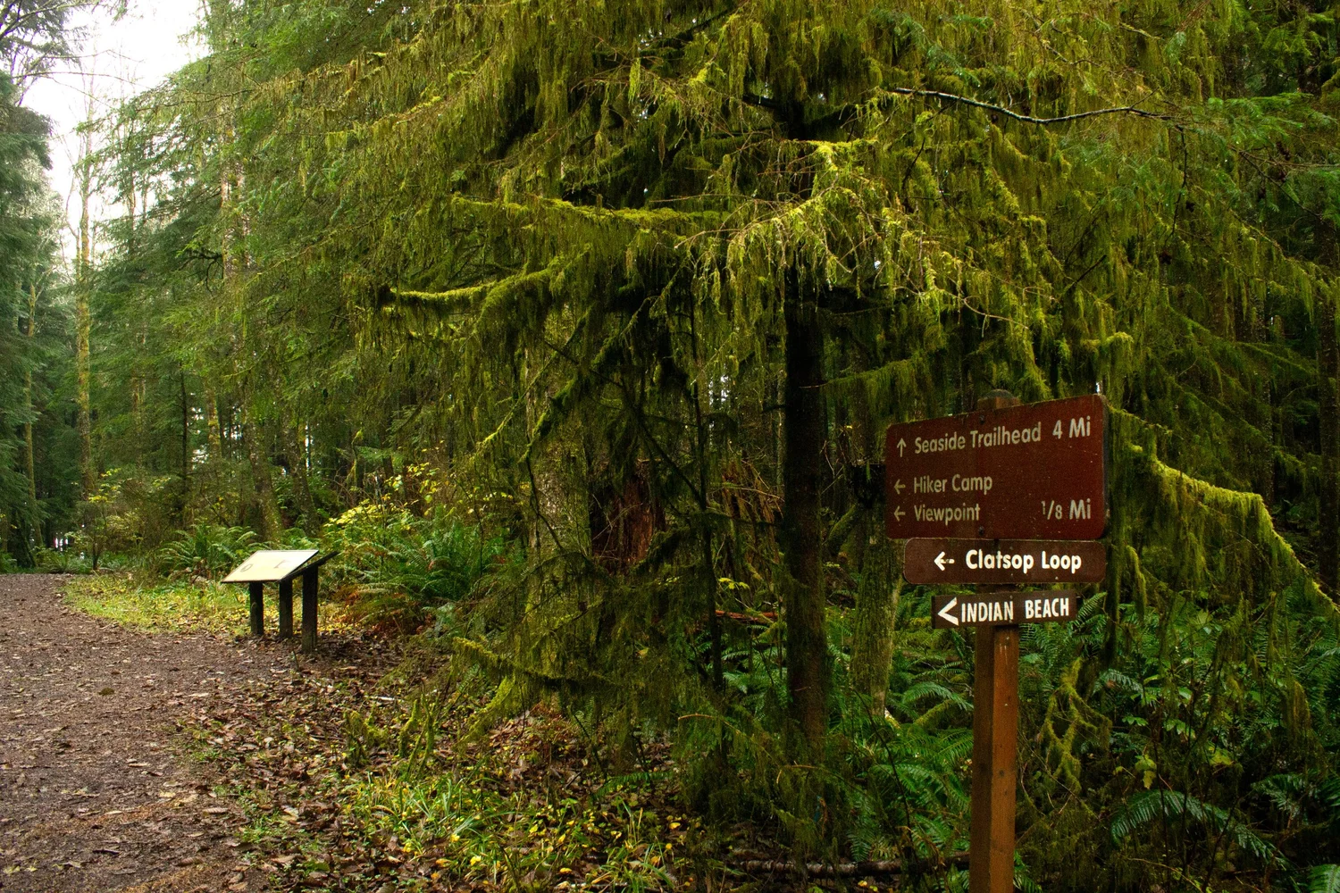 Clatsop Loop Trail — Pines and Vines