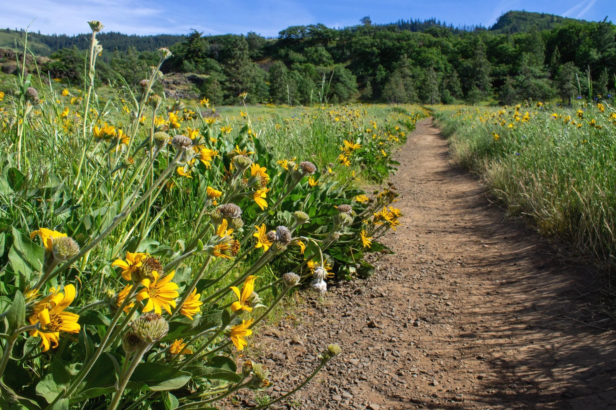 Tom McCall Point Wildflower Hike — Pines and Vines