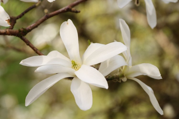 20 Fun Things to Do in Portland in the Spring — Pines and Vines