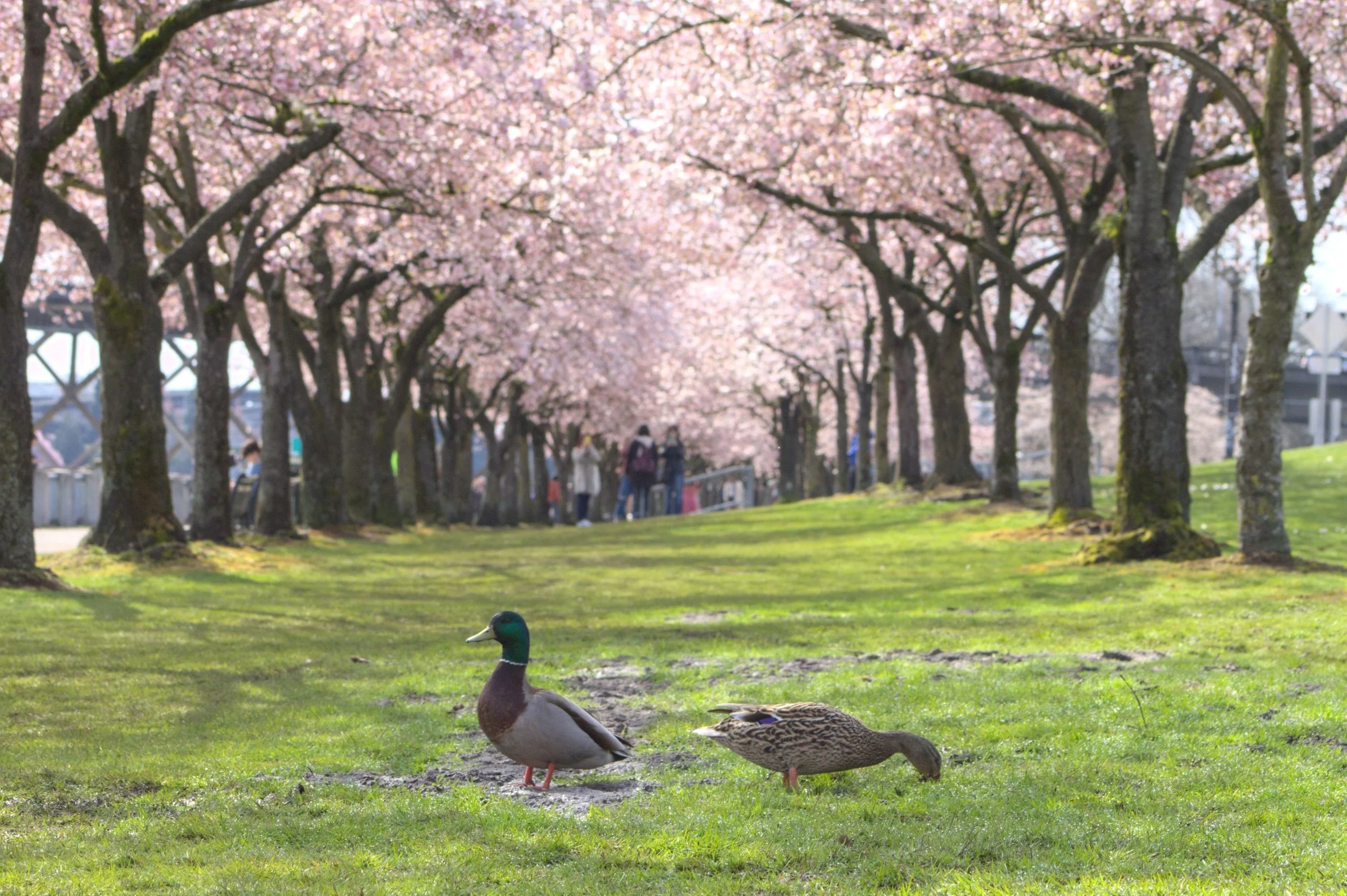10 Great Spring Hikes near Portland — Pines and Vines