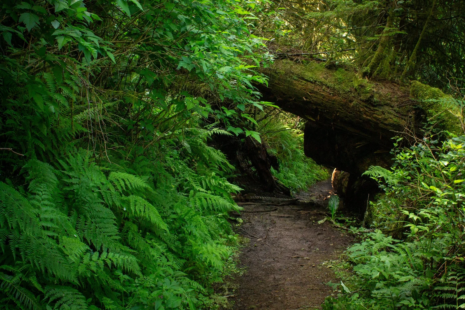 Quick Guide to Cape Meares State Scenic Viewpoint — Pines and Vines