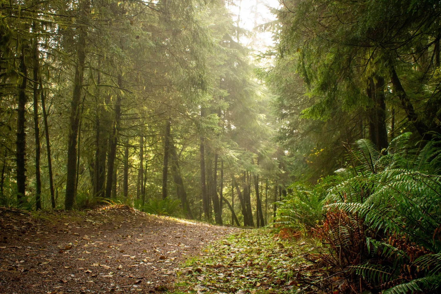 Clatsop Loop Trail — Pines and Vines