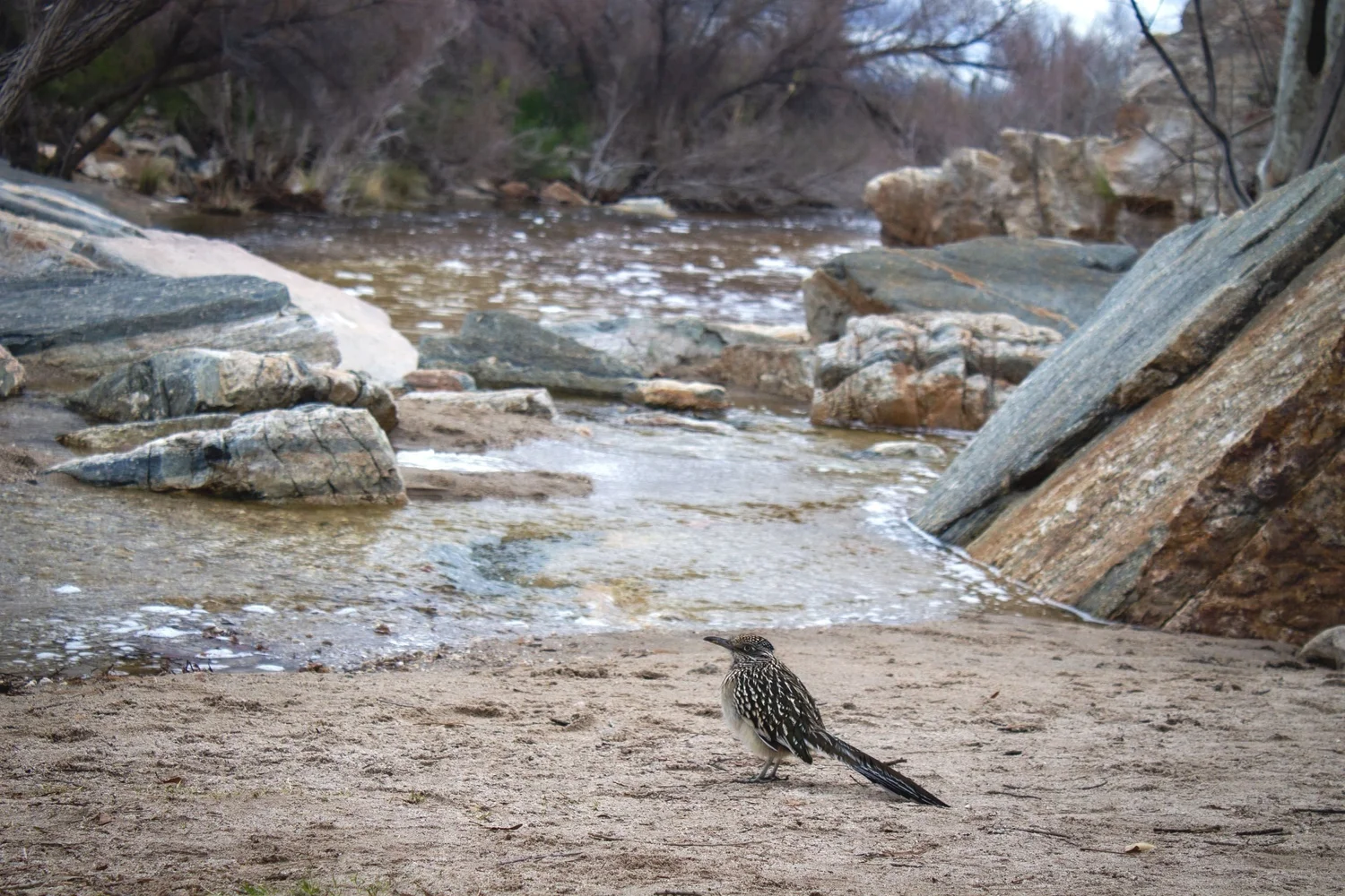 Quick Guide to Visiting Tucson, AZ, in the Winter — Pines and Vines