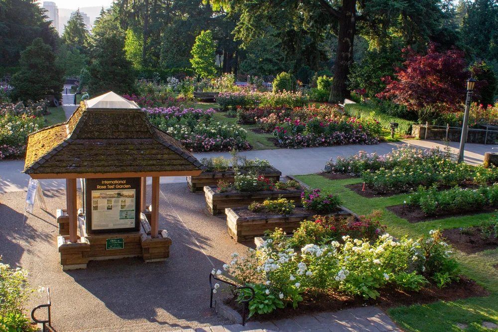Quick Guide to the Portland Rose Garden — Pines and Vines