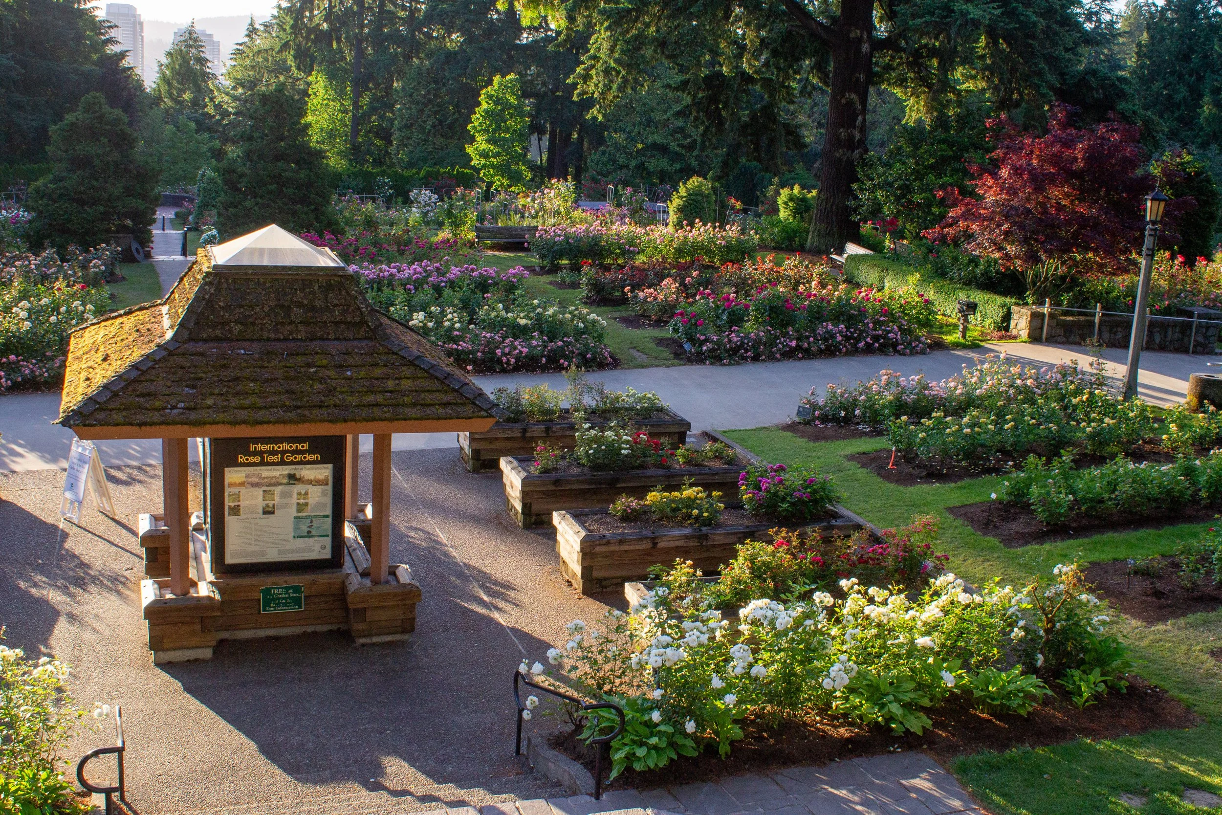 Quick Guide to the Portland Rose Garden — Pines and Vines