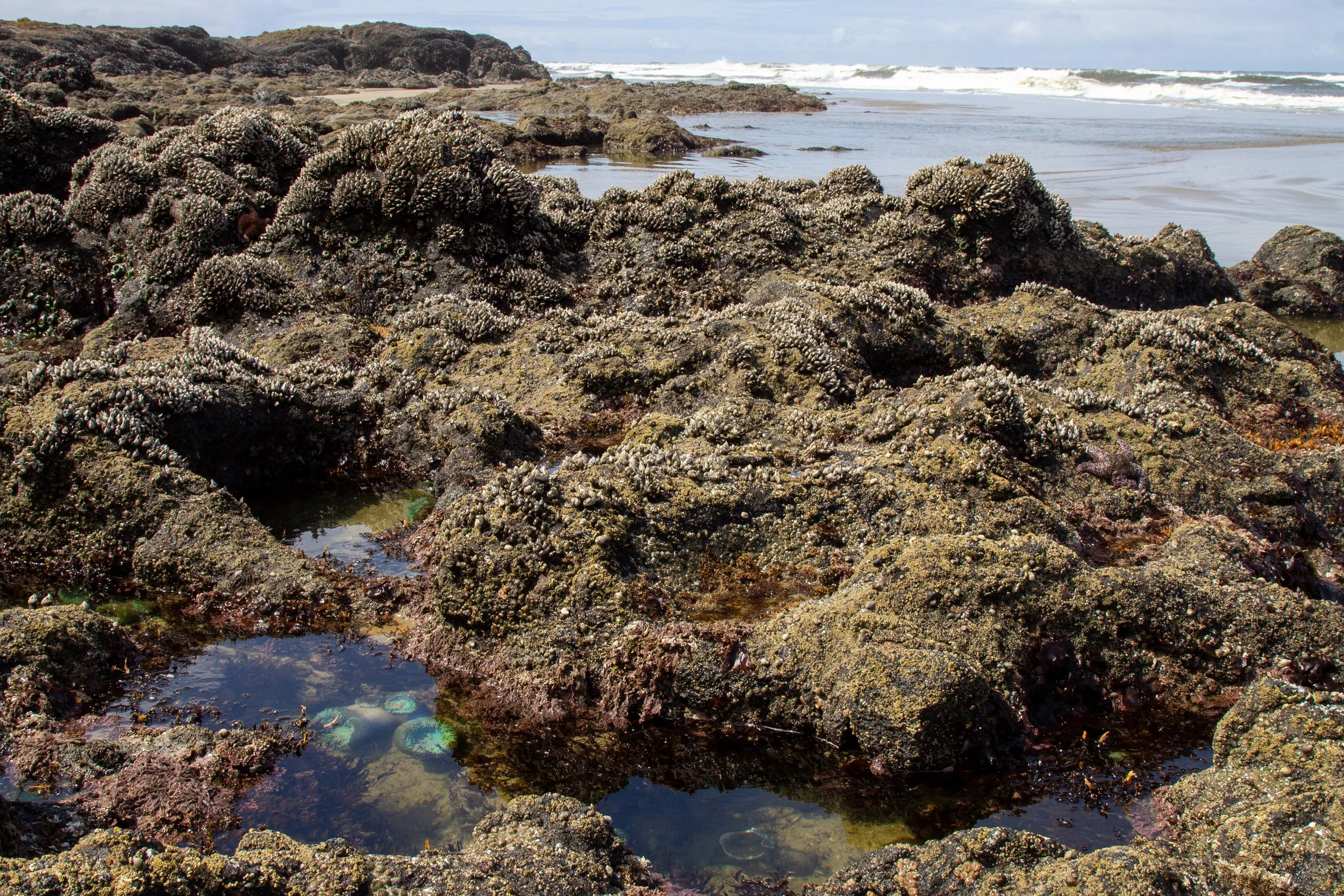 Neptune State Scenic Viewpoint — Pines and Vines