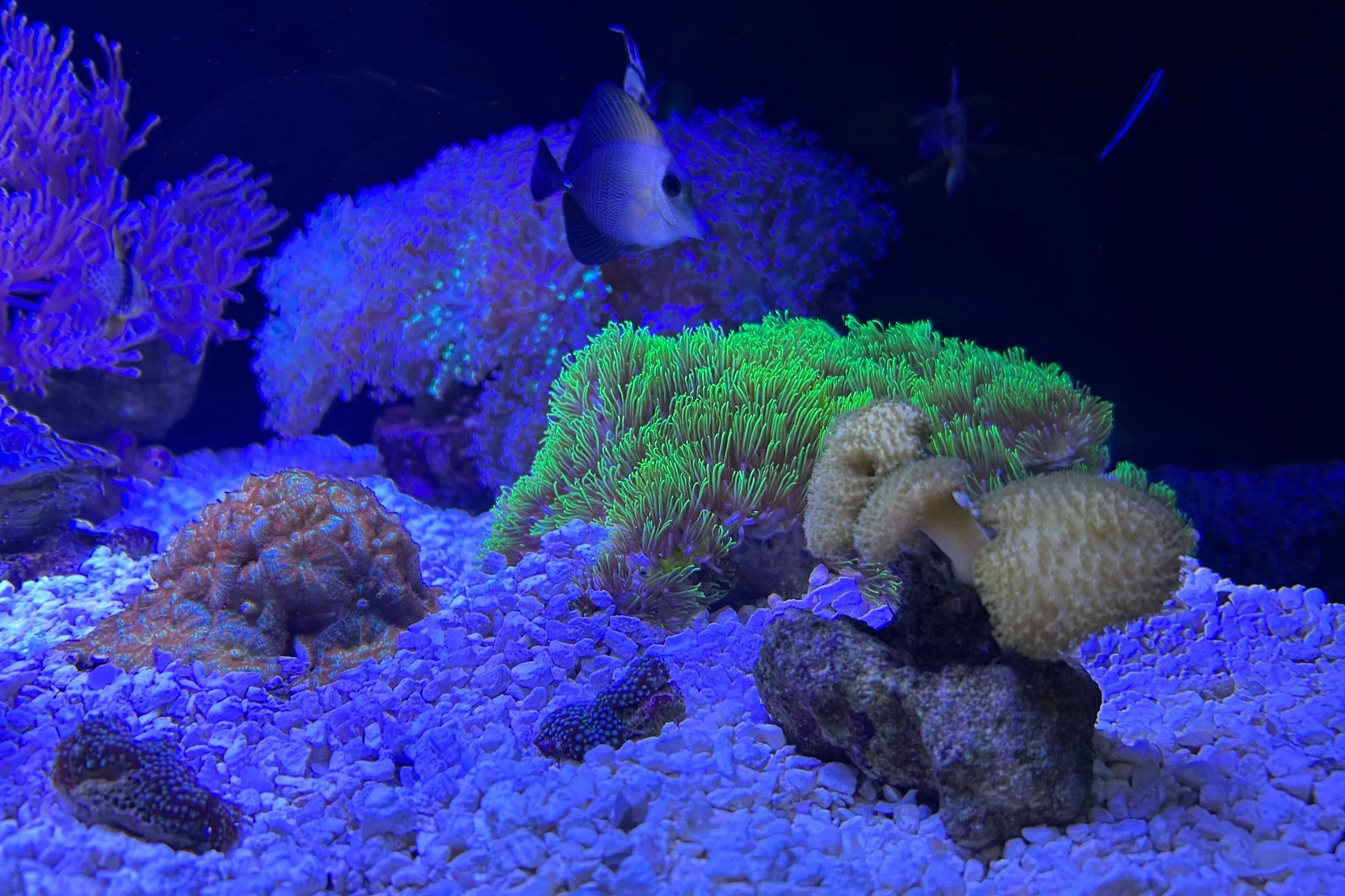 Quick Guide to the Oregon Coast Aquarium in Newport — Pines and Vines