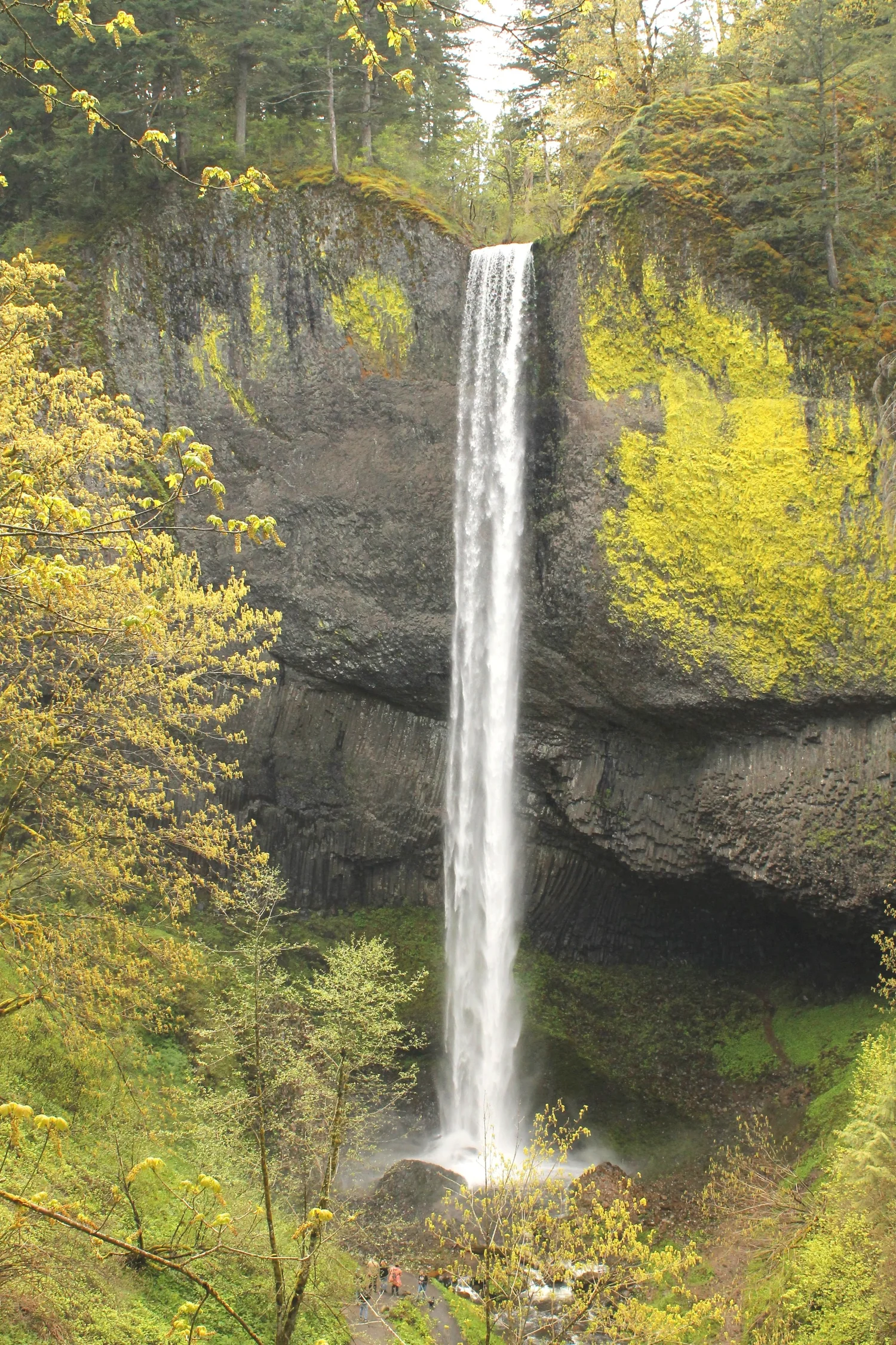 Latourell Falls and Edgefield — Pines and Vines