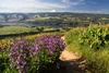 Tom McCall Point Wildflower Hike — Pines and Vines