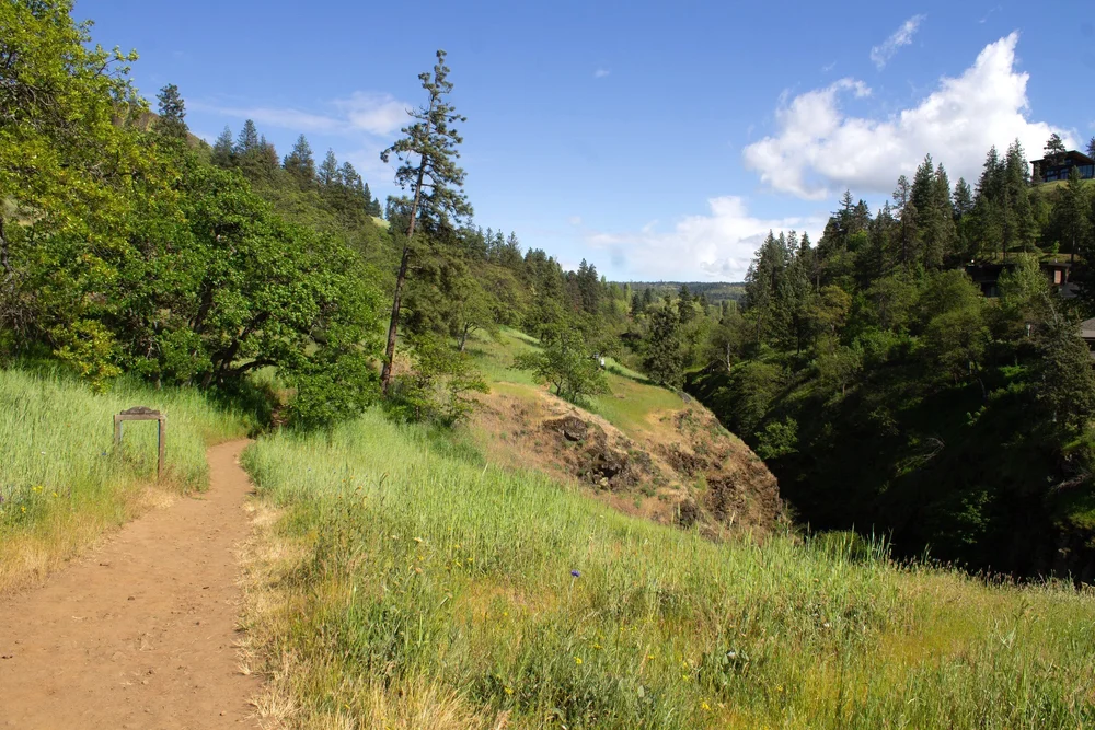 The Glorious Wildflowers of the Mosier Plateau — Pines and Vines