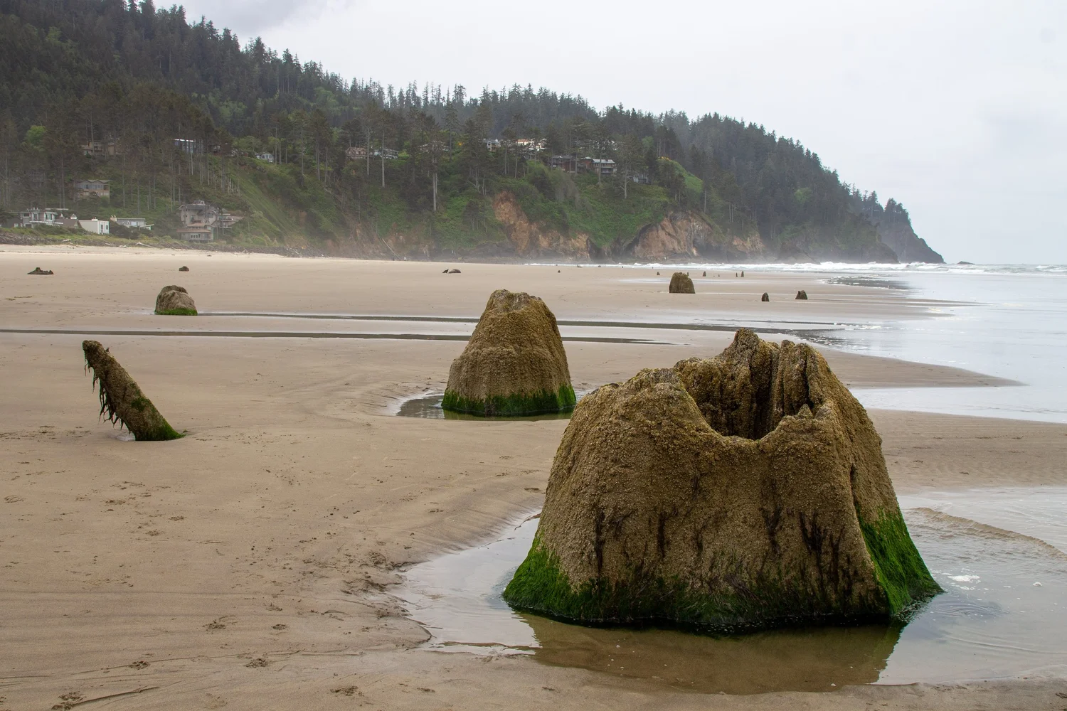 The Mysterious Neskowin Ghost Forest — Pines and Vines — Pines and Vines