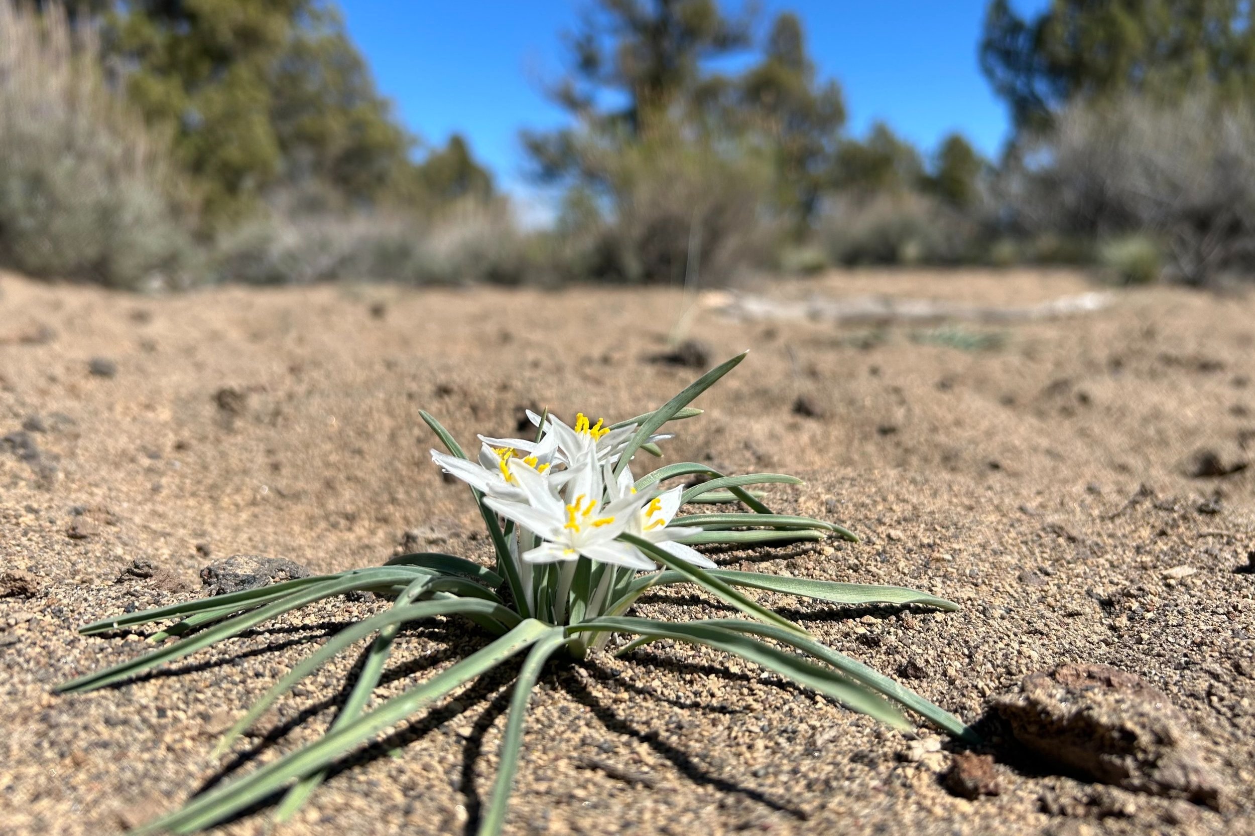 20 Incredible Short Hikes near Bend — Pines and Vines
