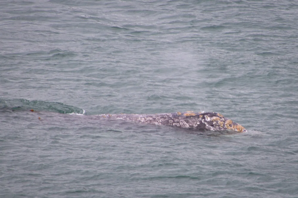 Quick Guide to Whale Watching at the Oregon Coast — Pines and Vines