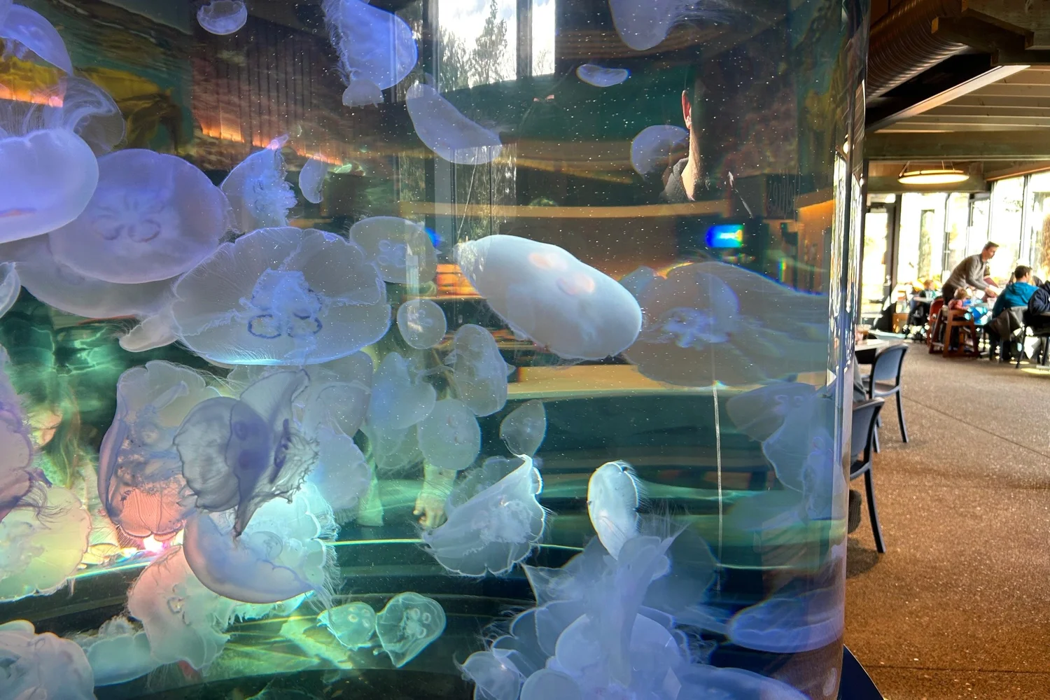 Quick Guide to the Oregon Coast Aquarium in Newport — Pines and Vines