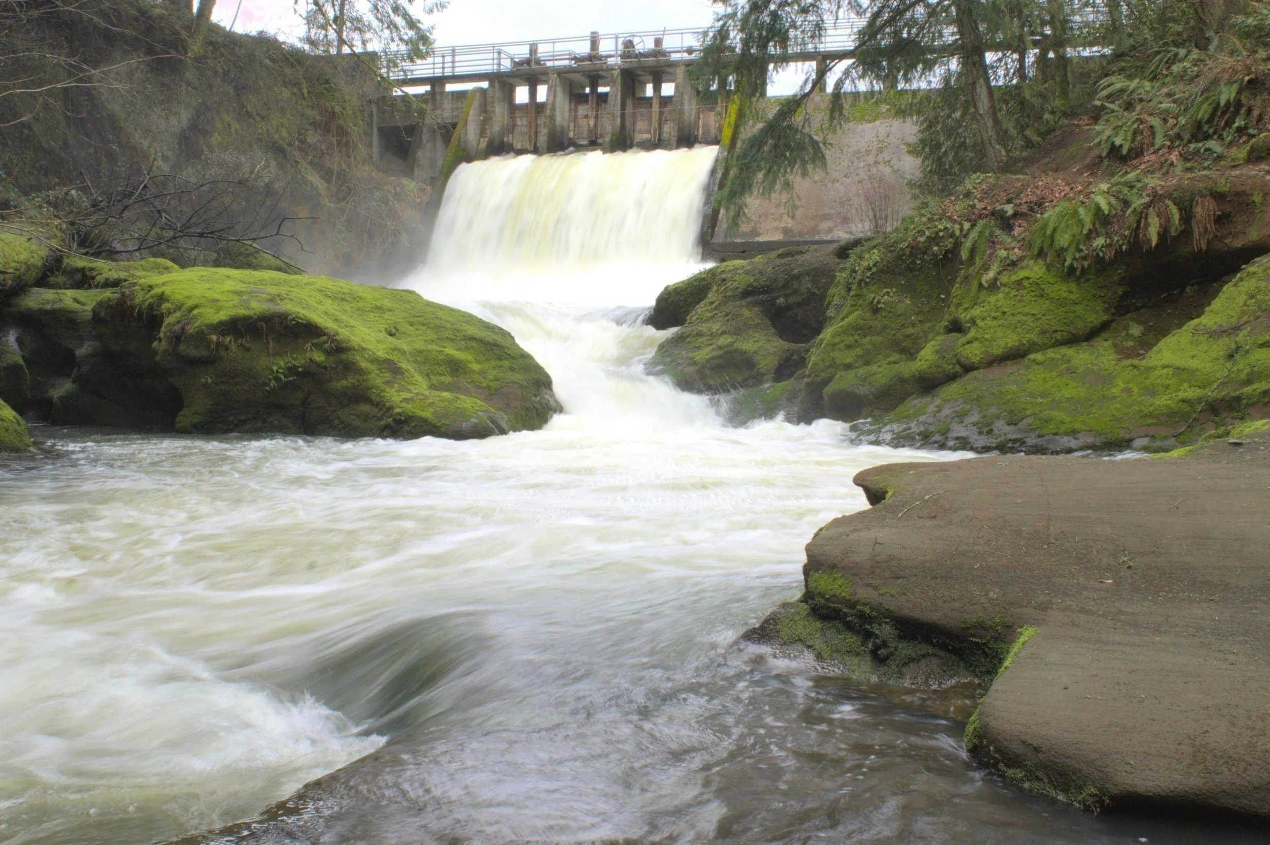 10 Great Spring Hikes near Portland — Pines and Vines