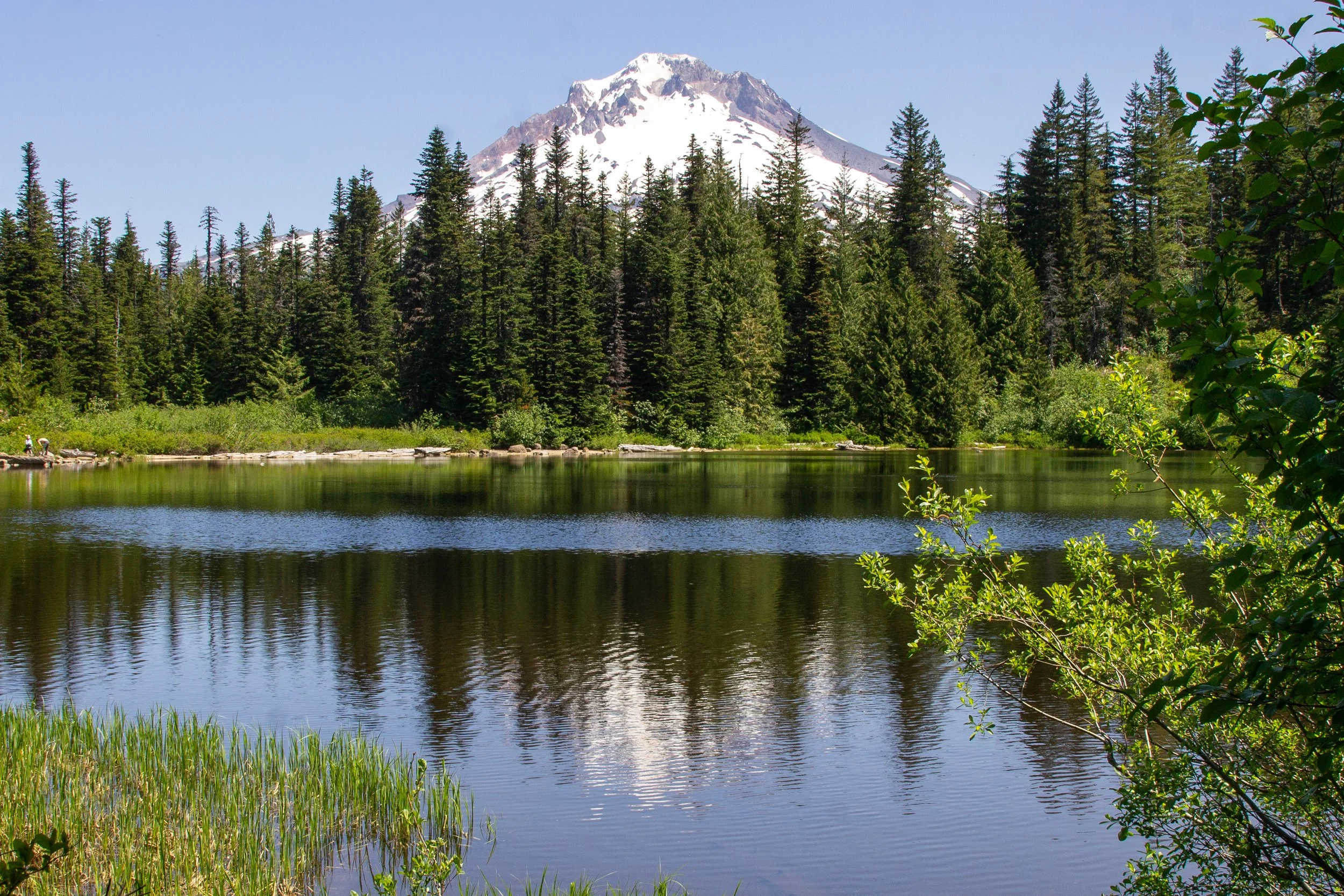 Mirror Lake Trail — Pines and Vines