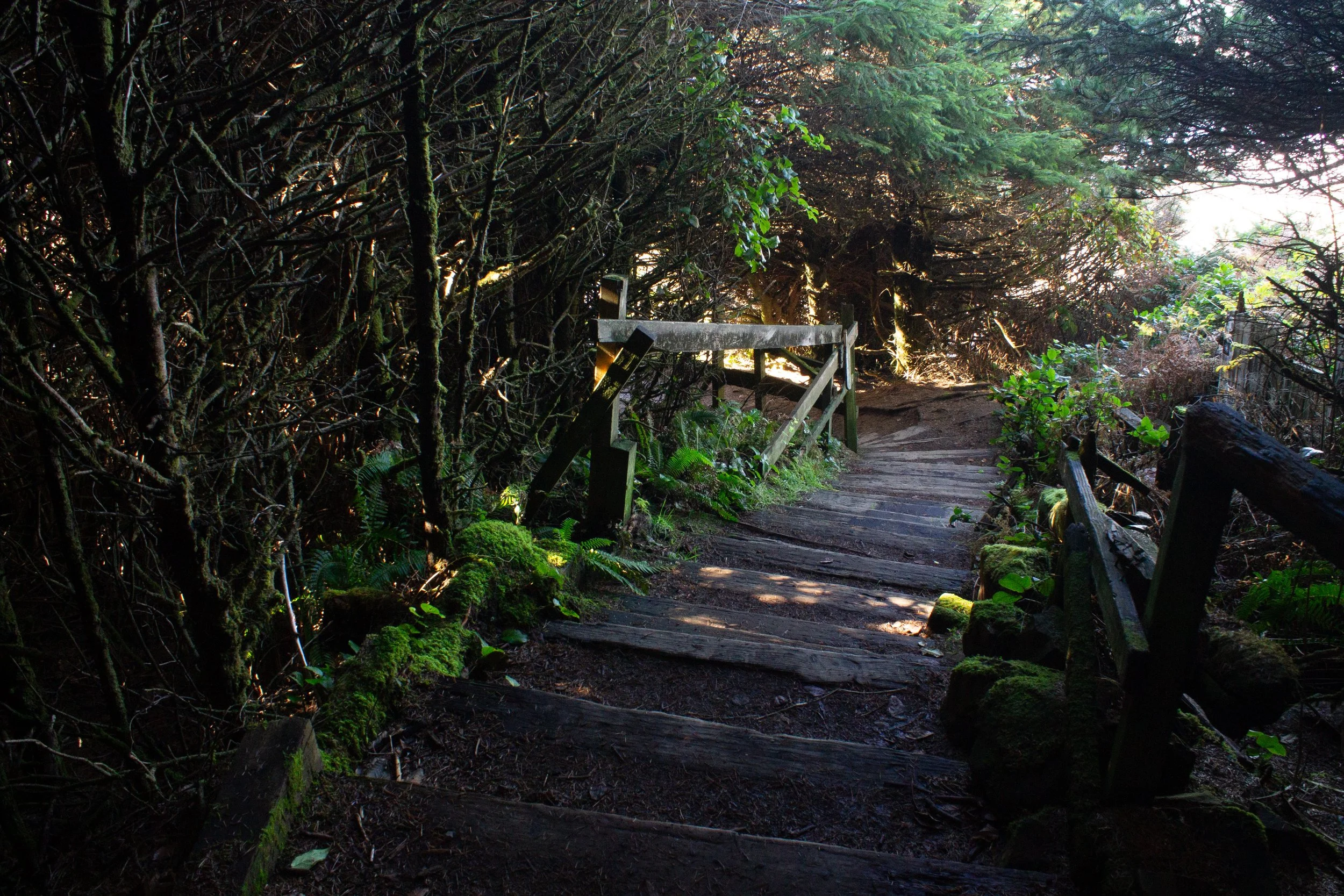 How to Find Short Beach on the Oregon Coast — Pines and Vines