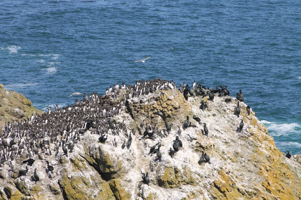 7 Fun Things to Do at Yaquina Head Outstanding Natural Area — Pines and ...
