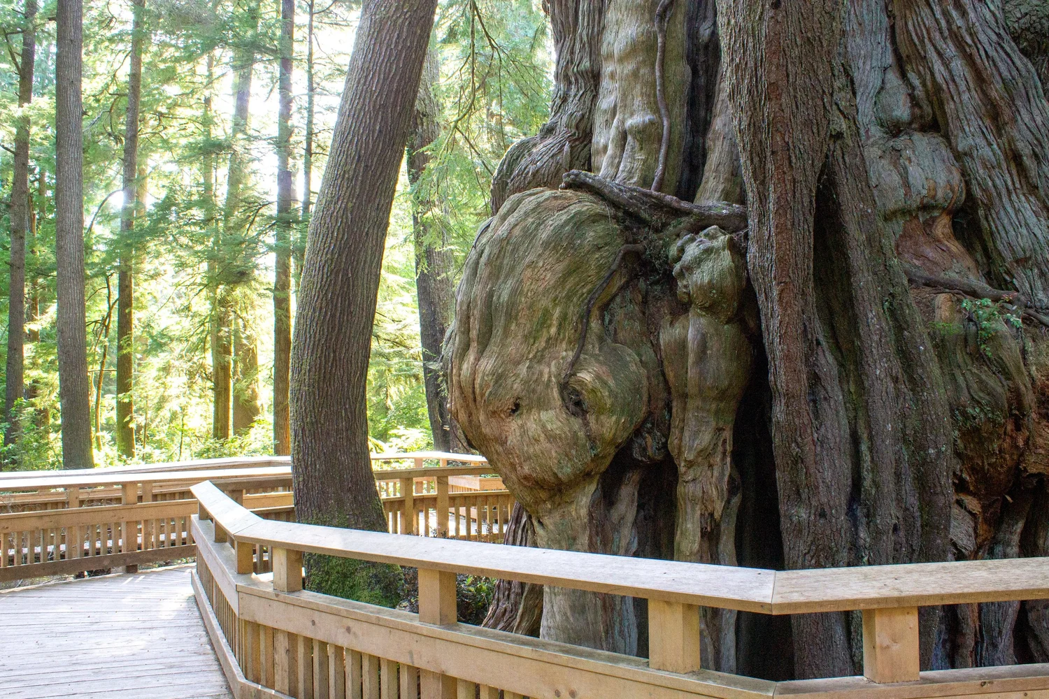 20 Best Hikes on the Oregon Coast — Pines and Vines