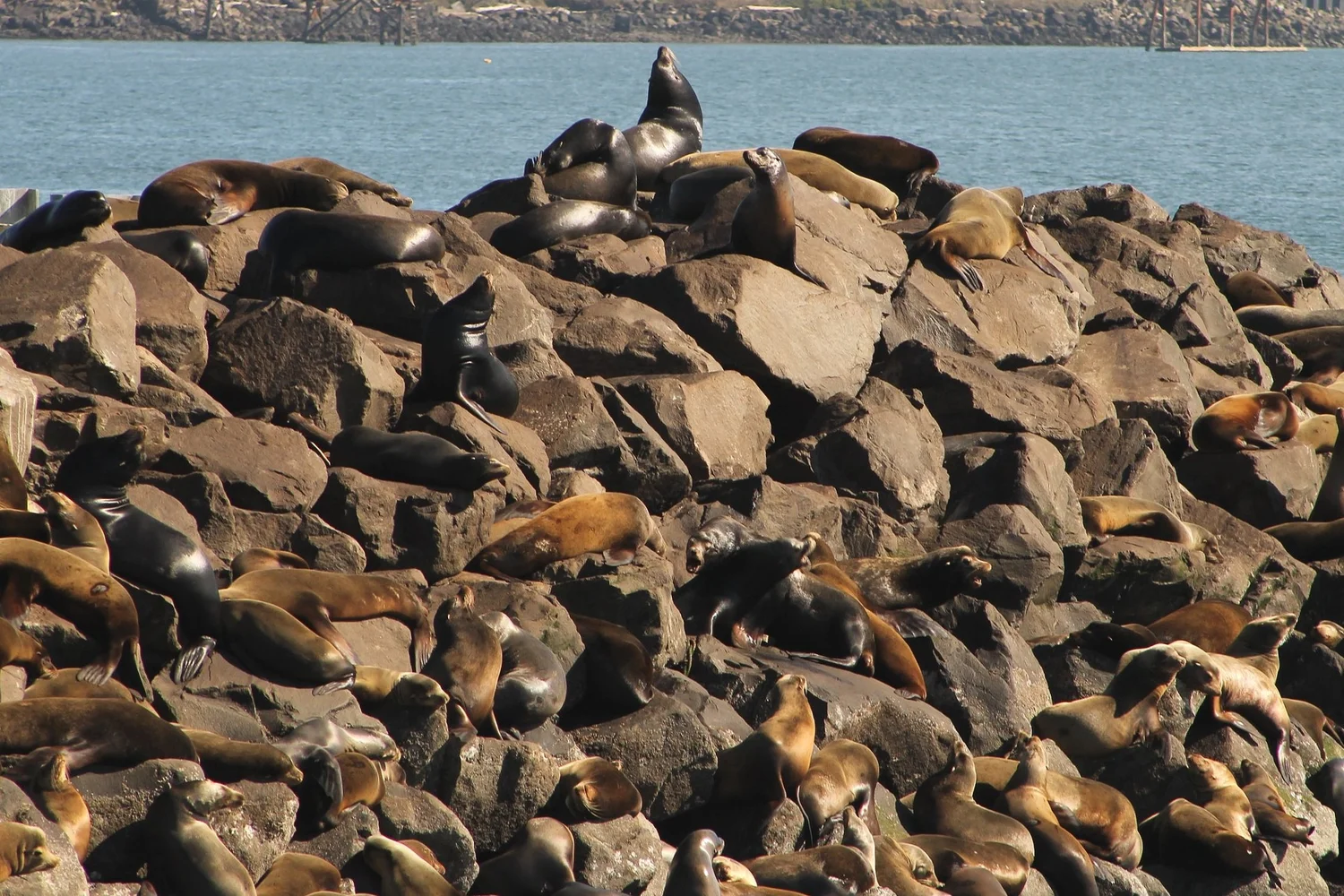 Amazing Wildlife of the Oregon Coast (and where to see it! — Pines and ...