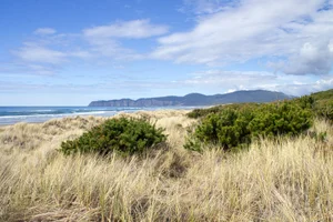 Sitka Sedge State Natural Area Hiking Guide — Pines and Vines