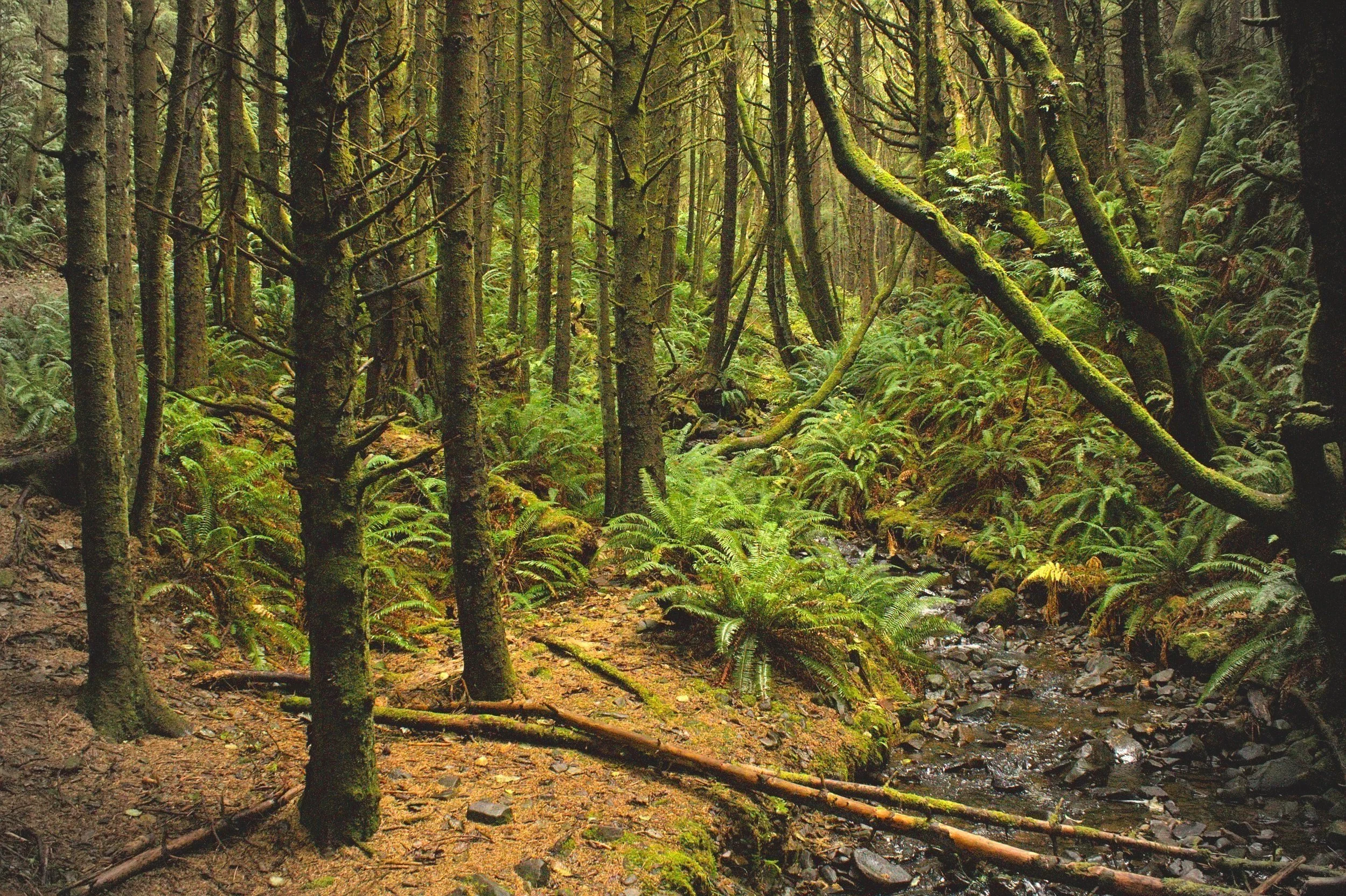 Ecola State Park and the Clatsop Loop Trail — Pines and Vines — Pines ...