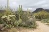 Quick Guide to Visiting Tucson, AZ, in the Winter — Pines and Vines
