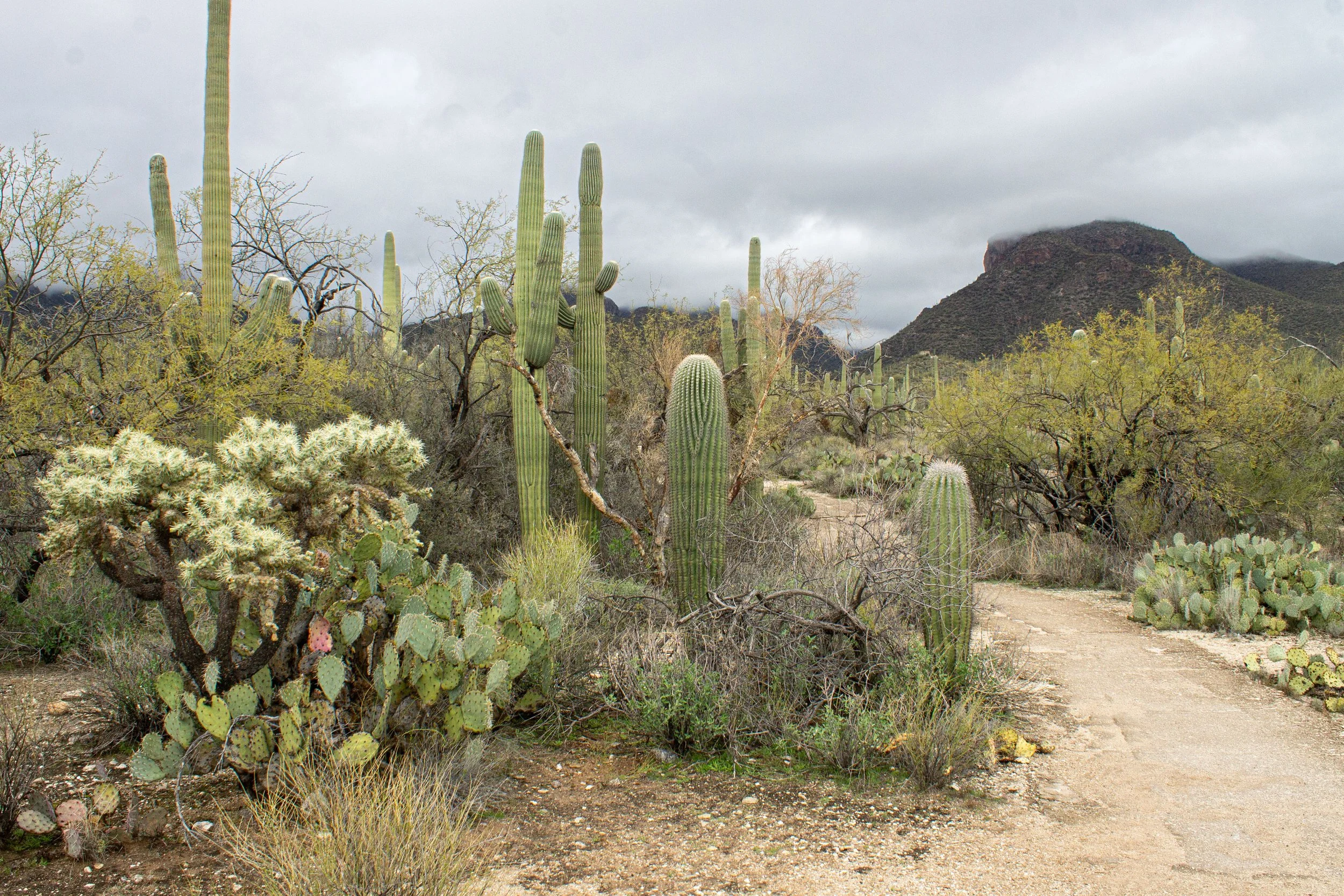 Quick Guide to Visiting Tucson, AZ, in the Winter — Pines and Vines