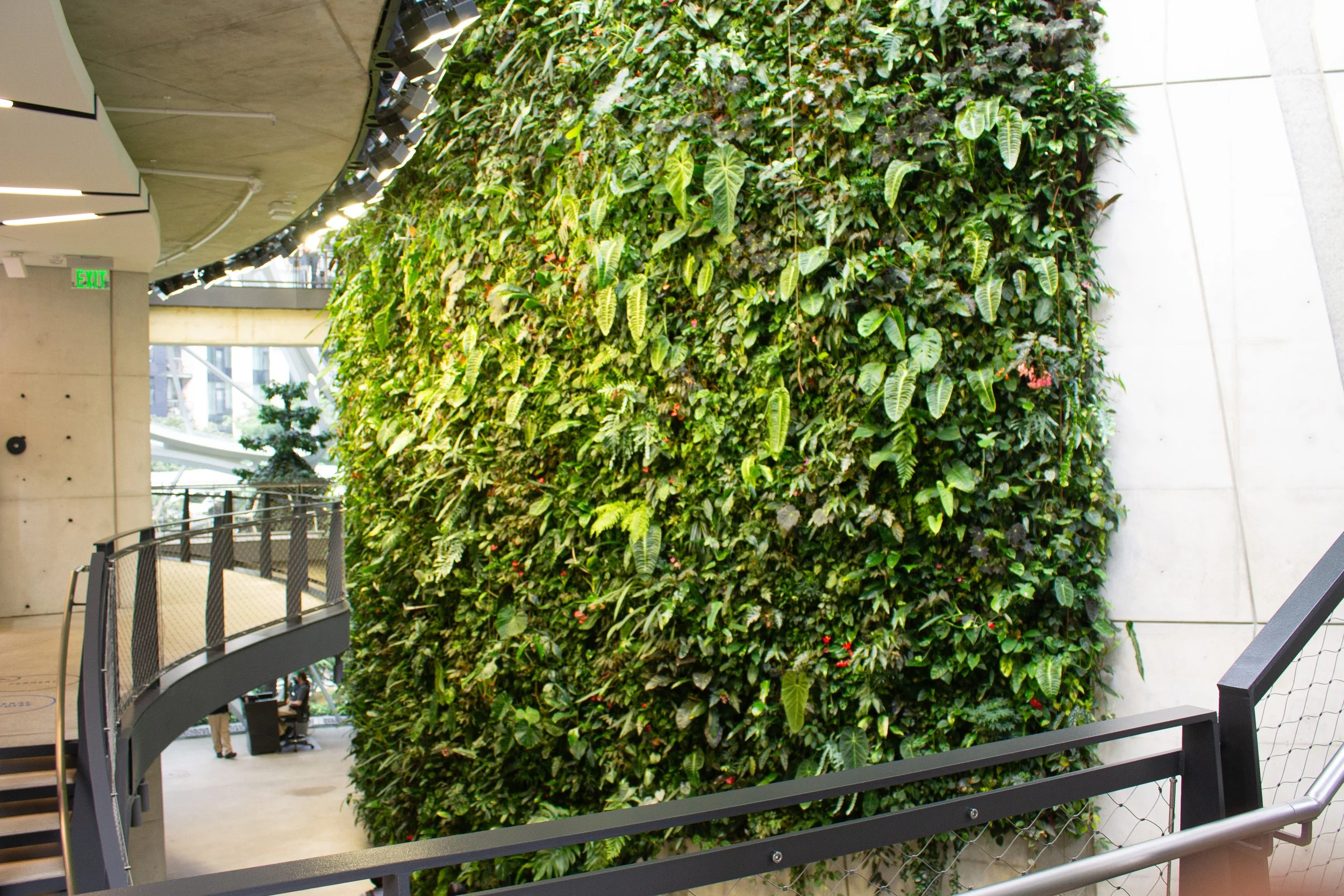 Quick Guide to the Seattle Spheres — Pines and Vines