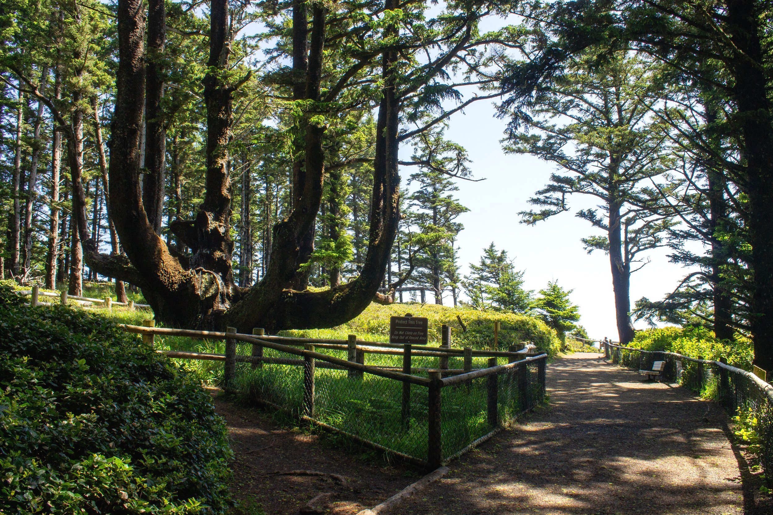 Quick Guide to Cape Meares State Scenic Viewpoint — Pines and Vines