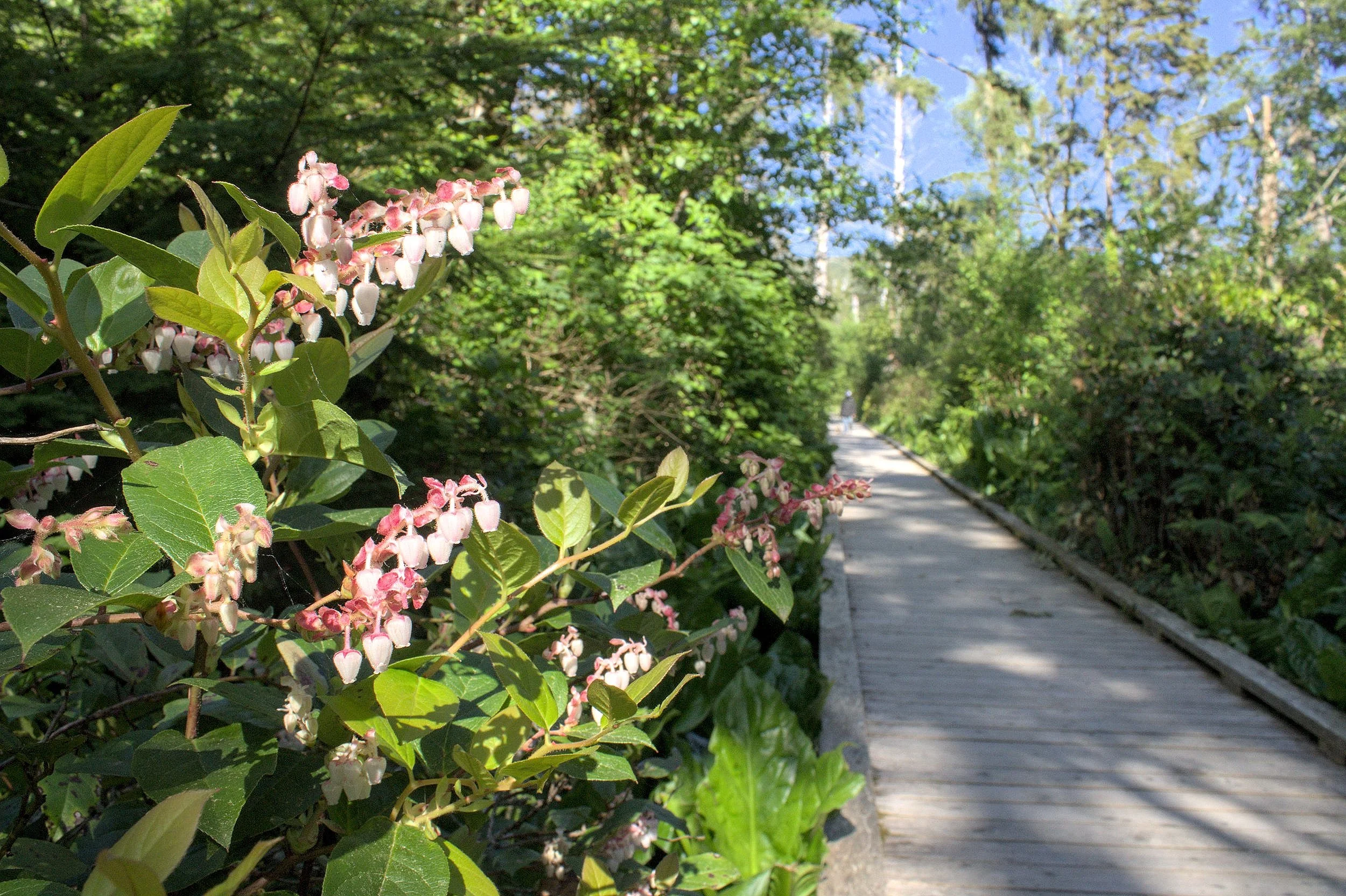 Hiking the Big Tree Trail in Rockaway Beach — Pines and Vines