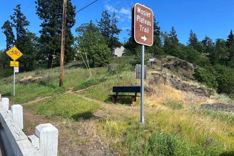 The Glorious Wildflowers of the Mosier Plateau — Pines and Vines