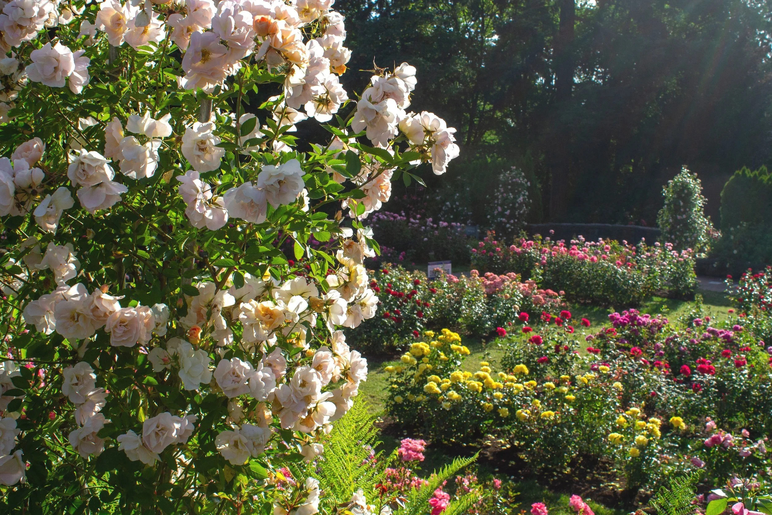 Portland’s 10 Most Beautiful Gardens — Pines and Vines