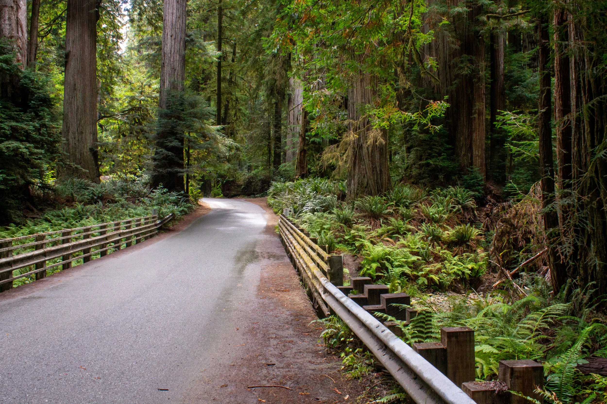 Quick Guide to Jedediah Smith Redwoods State Park — Pines and Vines