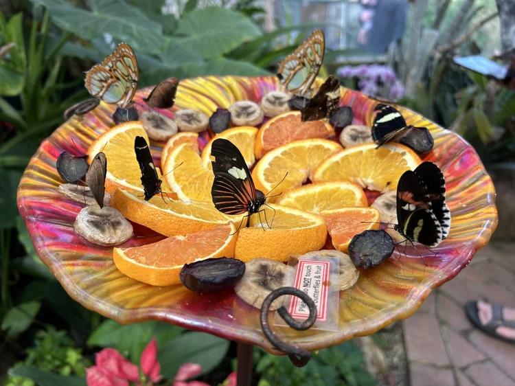 Quick Guide to Visiting Tucson, AZ, in the Winter — Pines and Vines