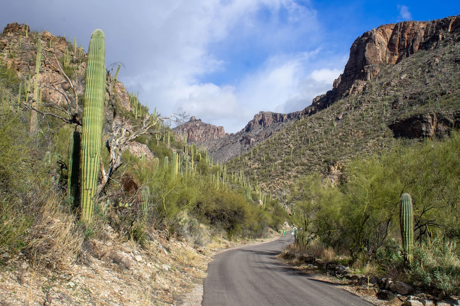 Quick Guide to Visiting Tucson, AZ, in the Winter — Pines and Vines