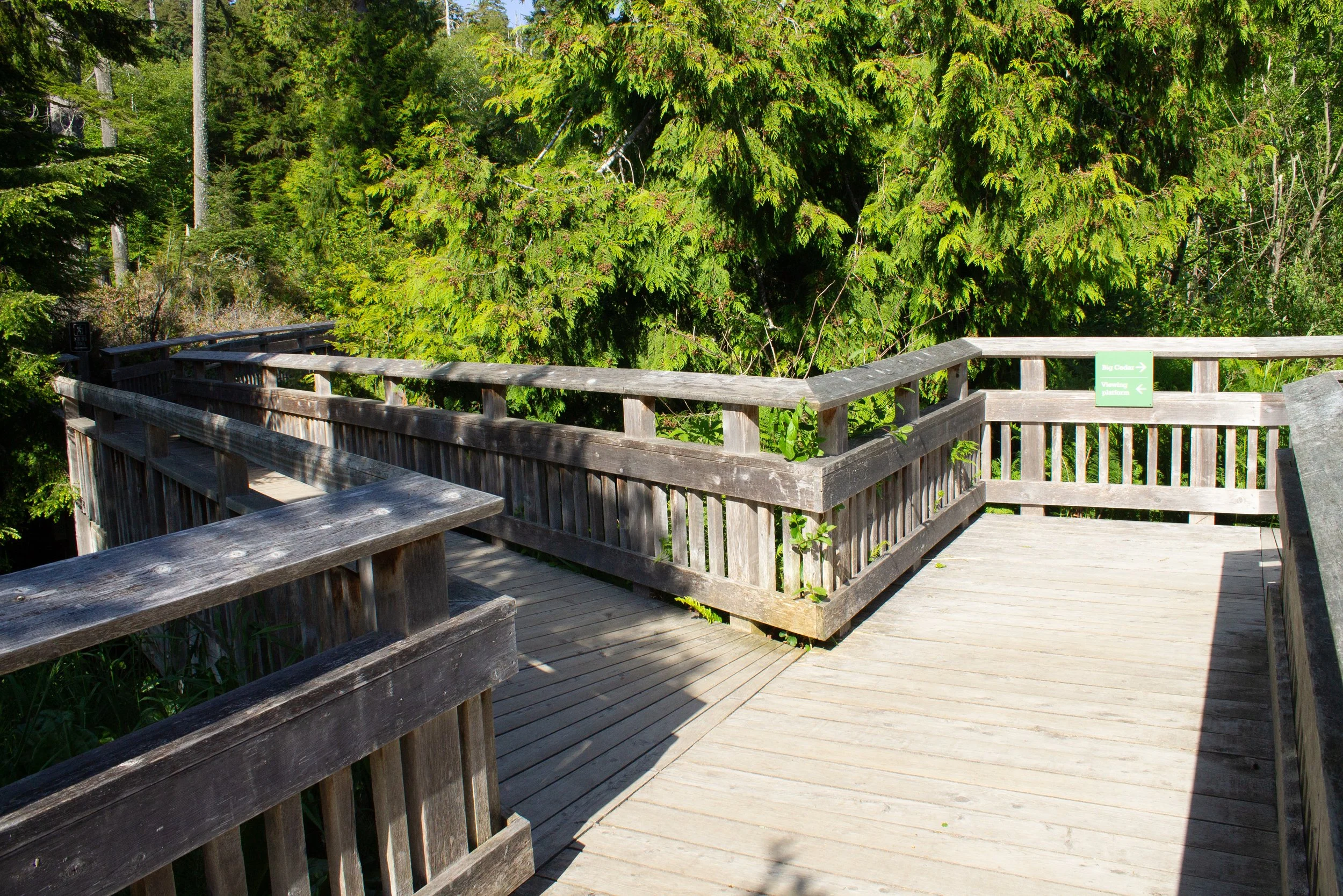 Hiking the Big Tree Trail in Rockaway Beach — Pines and Vines