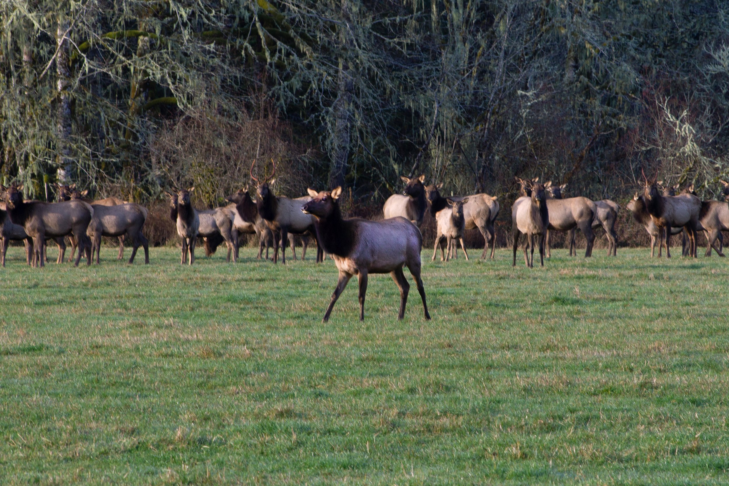 How to Take an Elk Feeding Tour at Jewell Meadows — Pines and Vines