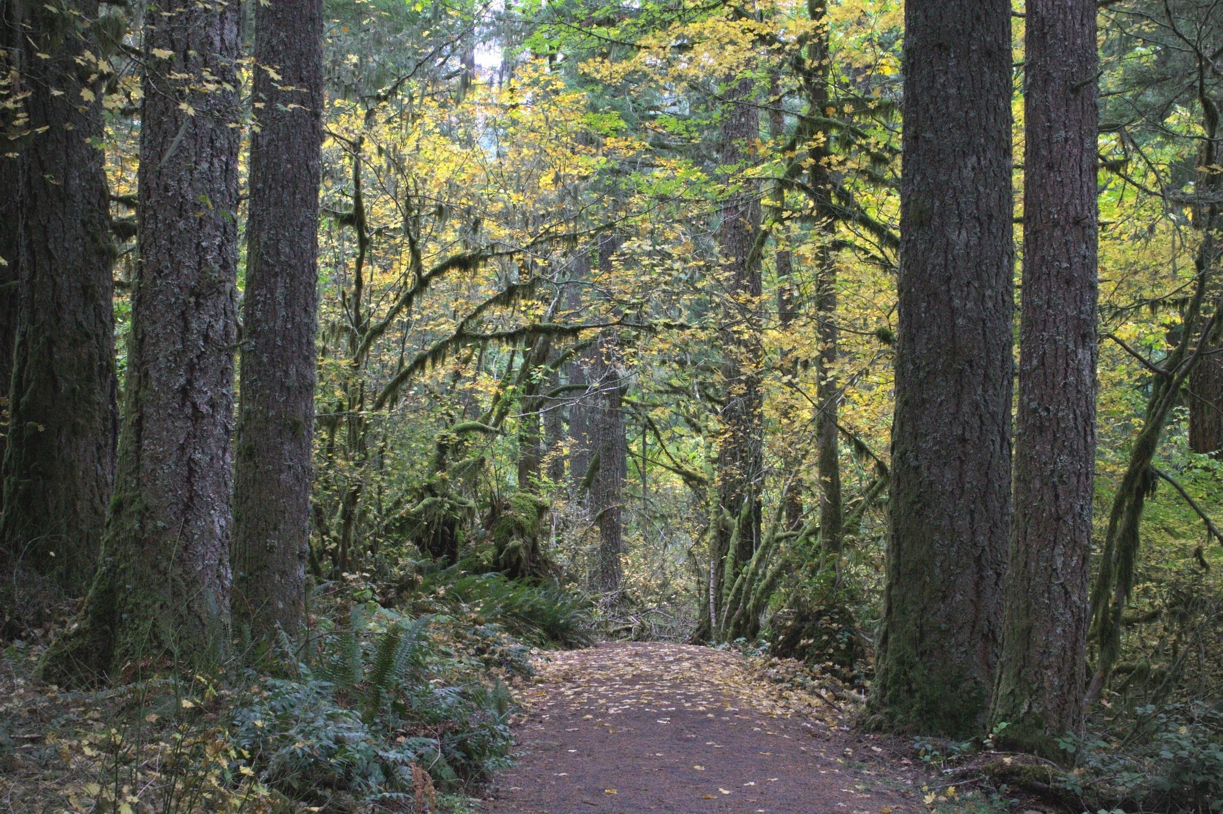 Hike the New North Rim Trail at Silver Falls State Park — Pines and Vines