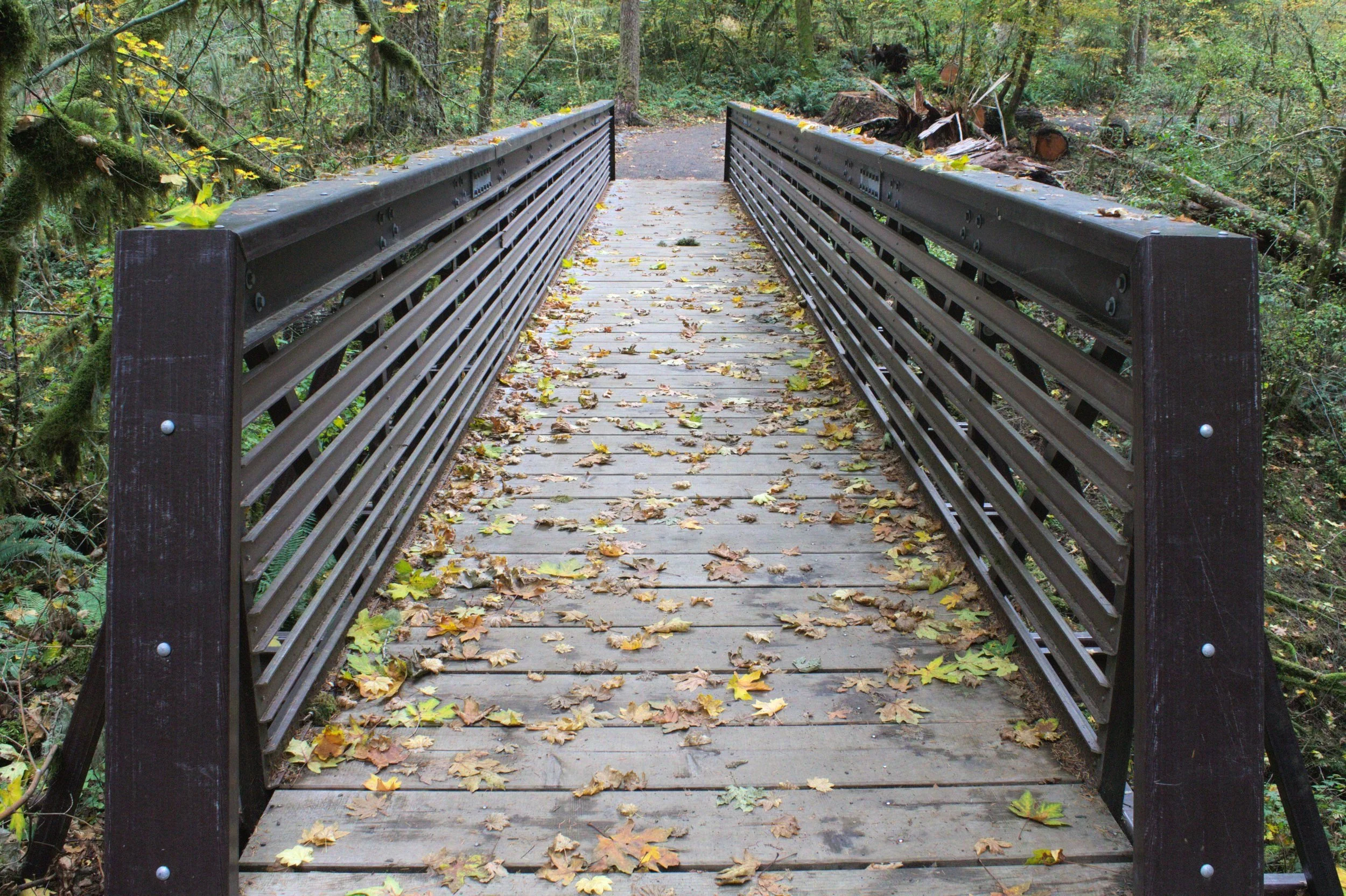 Hike the New North Rim Trail at Silver Falls State Park — Pines and Vines