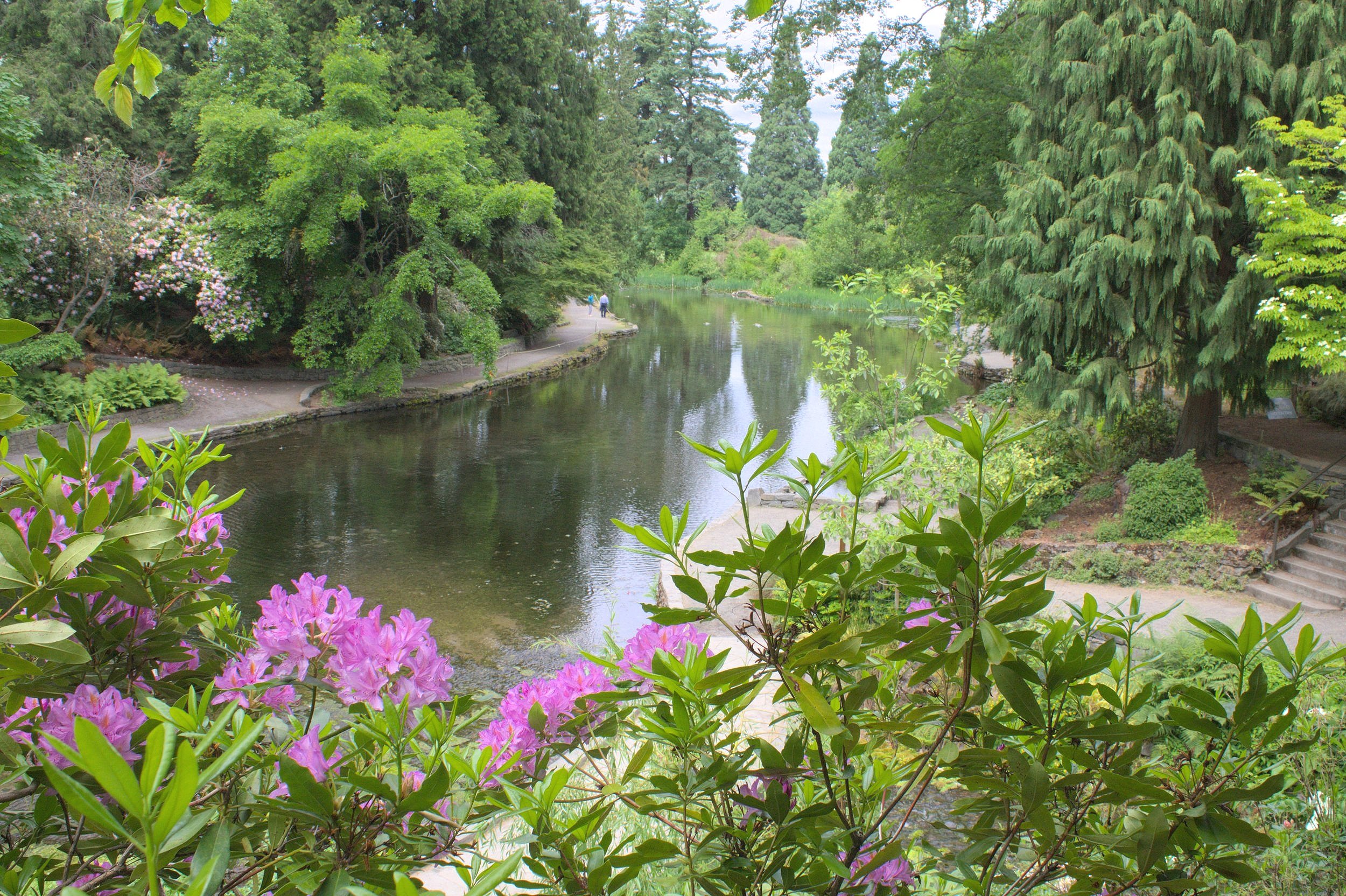 A quick guide to Portland’s Crystal Springs Rhododendron Garden — Pines ...