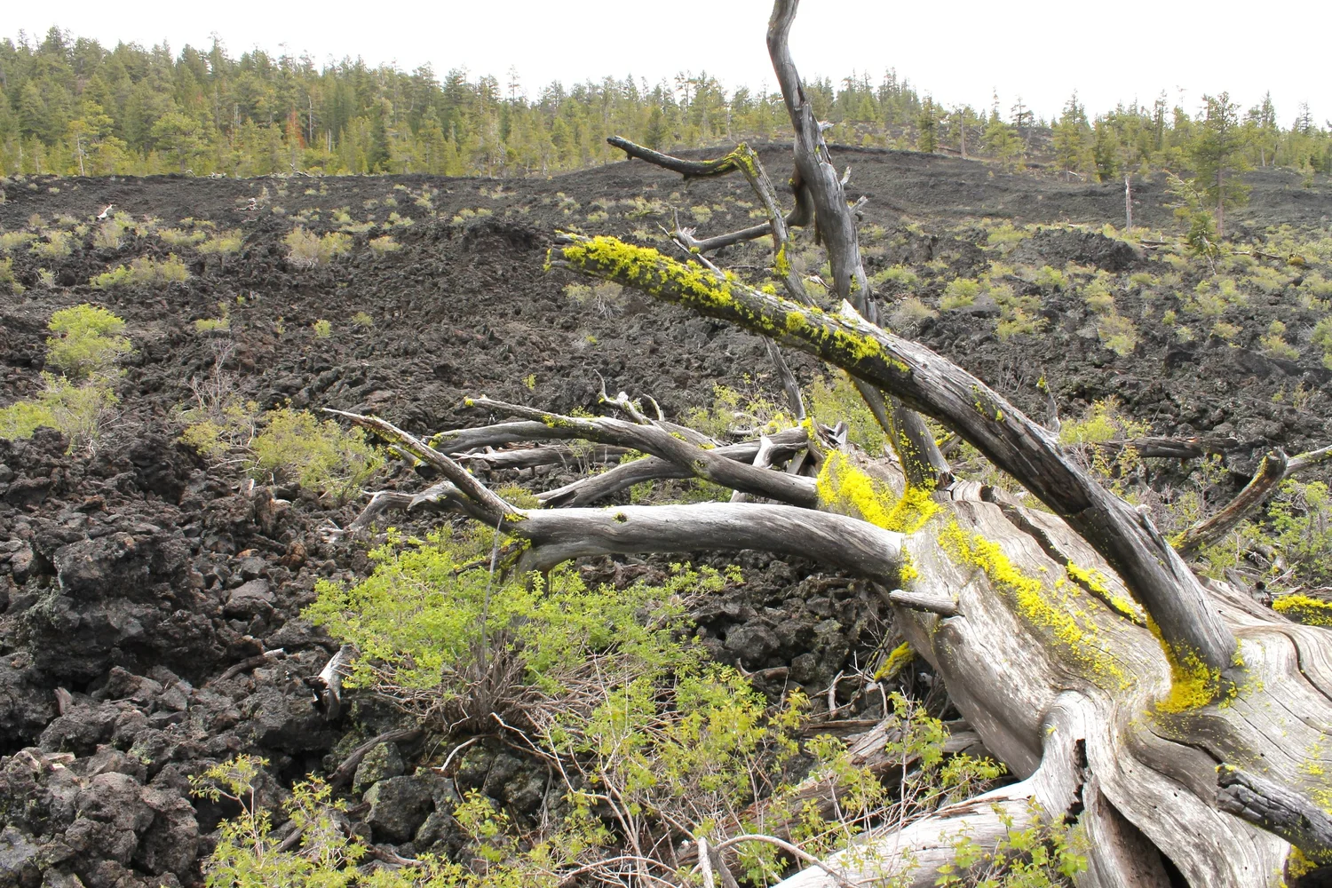 9 Fun Things to Do at Newberry Volcanic National Monument — Pines and ...
