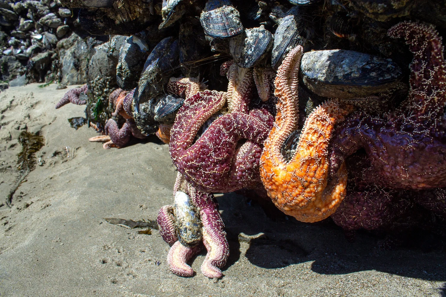 10 Stunning Secret Beaches on the Oregon Coast — Pines and Vines