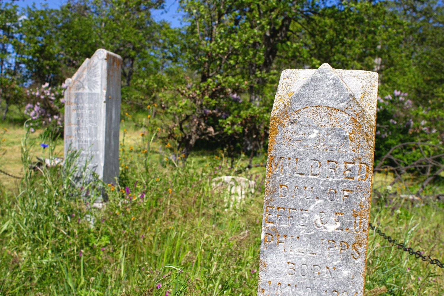 The Glorious Wildflowers of the Mosier Plateau — Pines and Vines