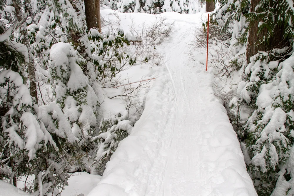 Government Camp to Enid Lake Snowshoe Trail — Pines and Vines